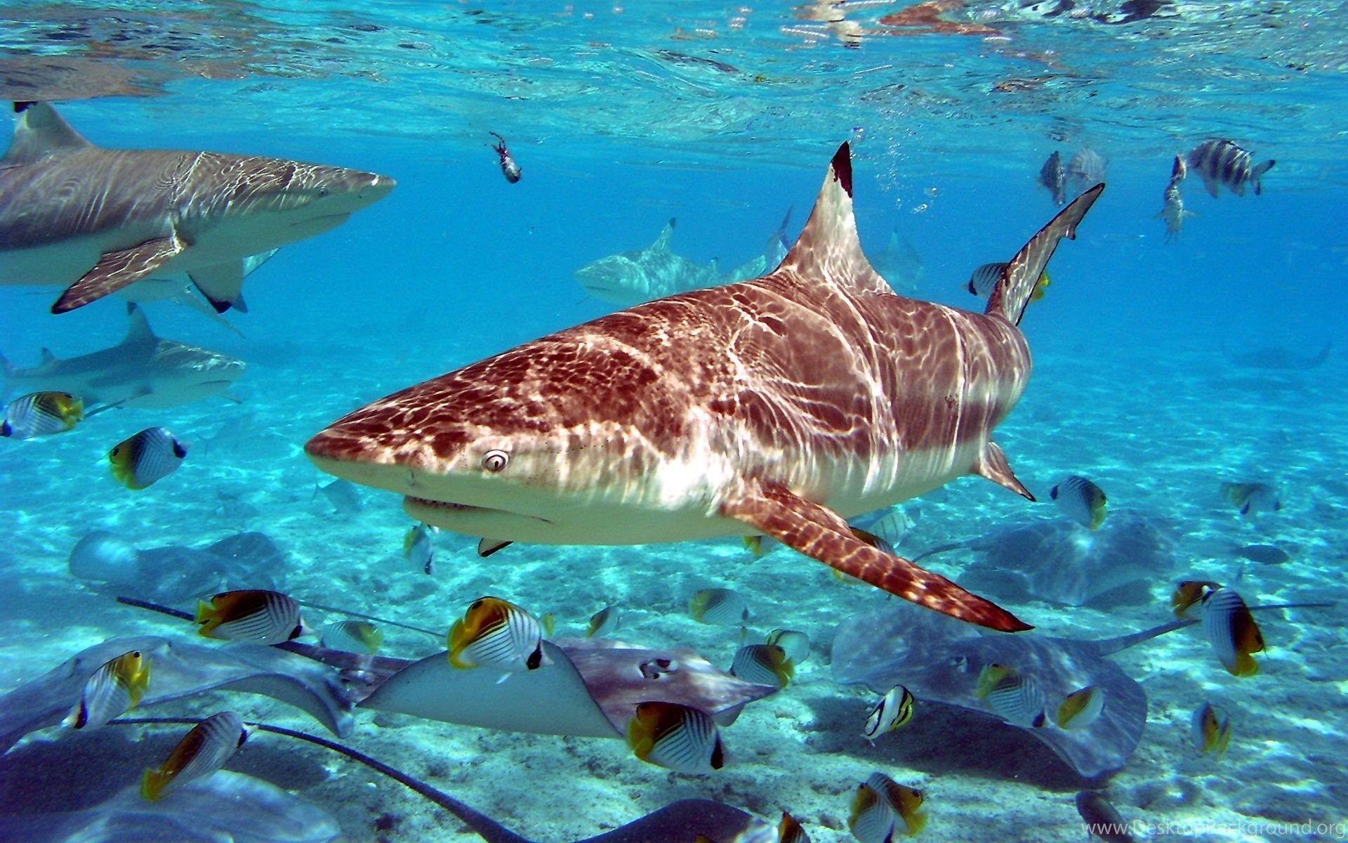 Sea World Wallpapers - Wallpaper Cave