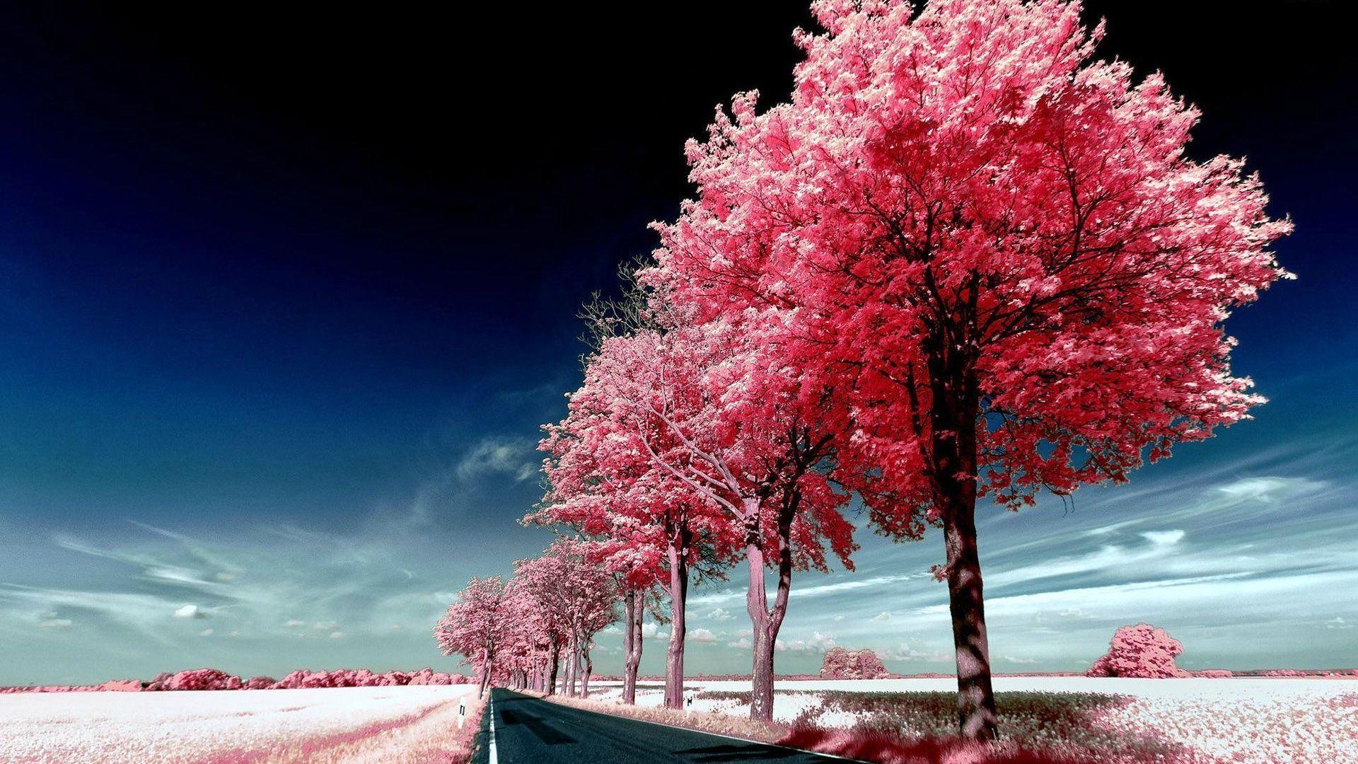 Pink Tree Desktop Wallpapers - Wallpaper Cave