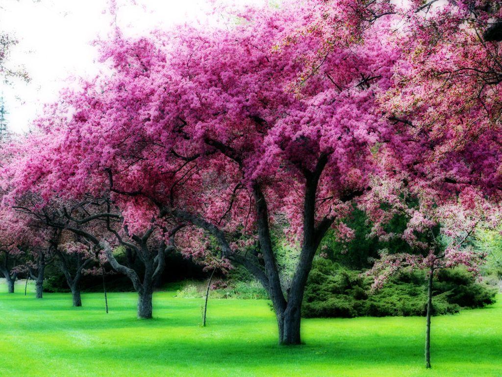Pink Tree Desktop Wallpapers - Wallpaper Cave