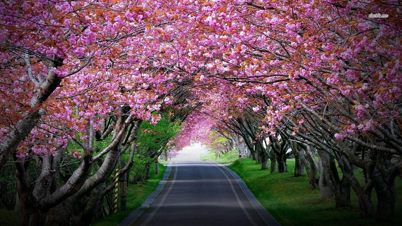 Pink Tree Desktop Wallpapers - Wallpaper Cave
