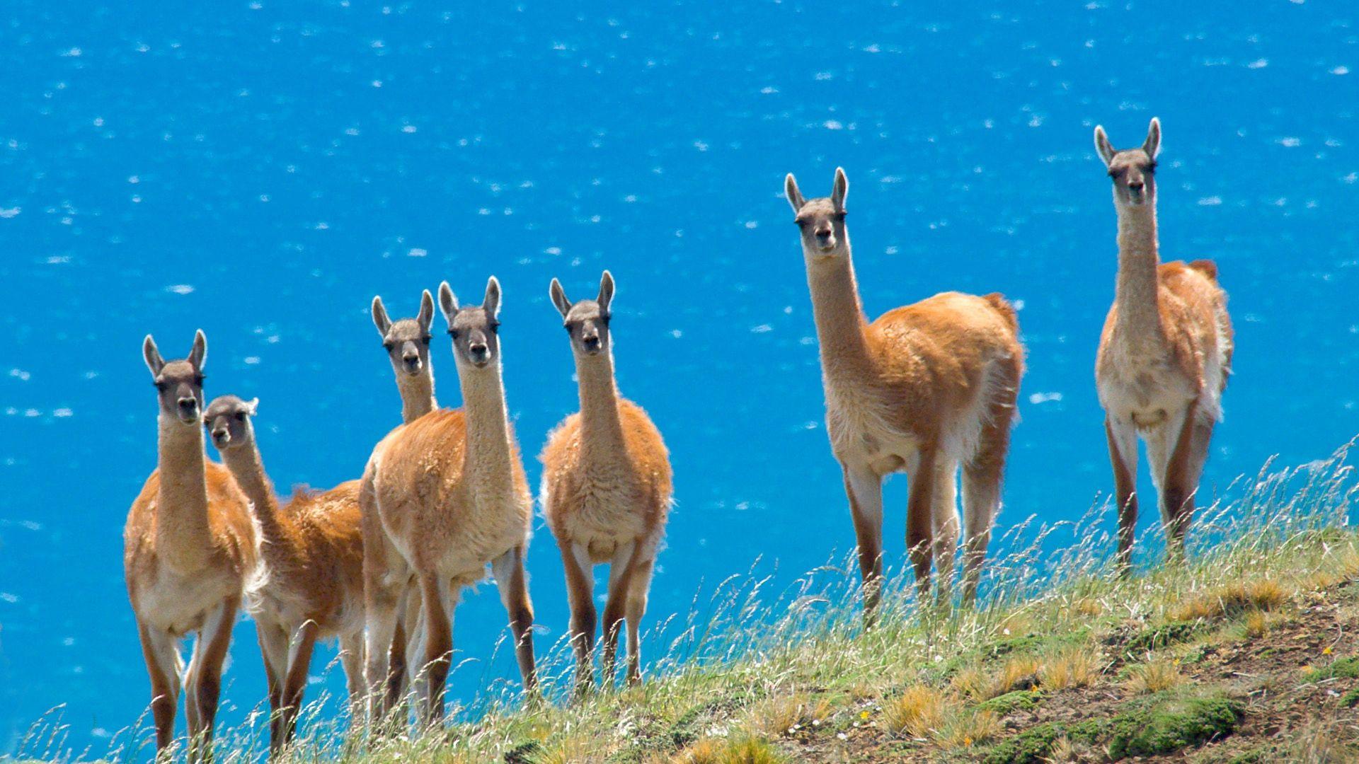 Llamas Wallpapers 1080p - Wallpaper Cave