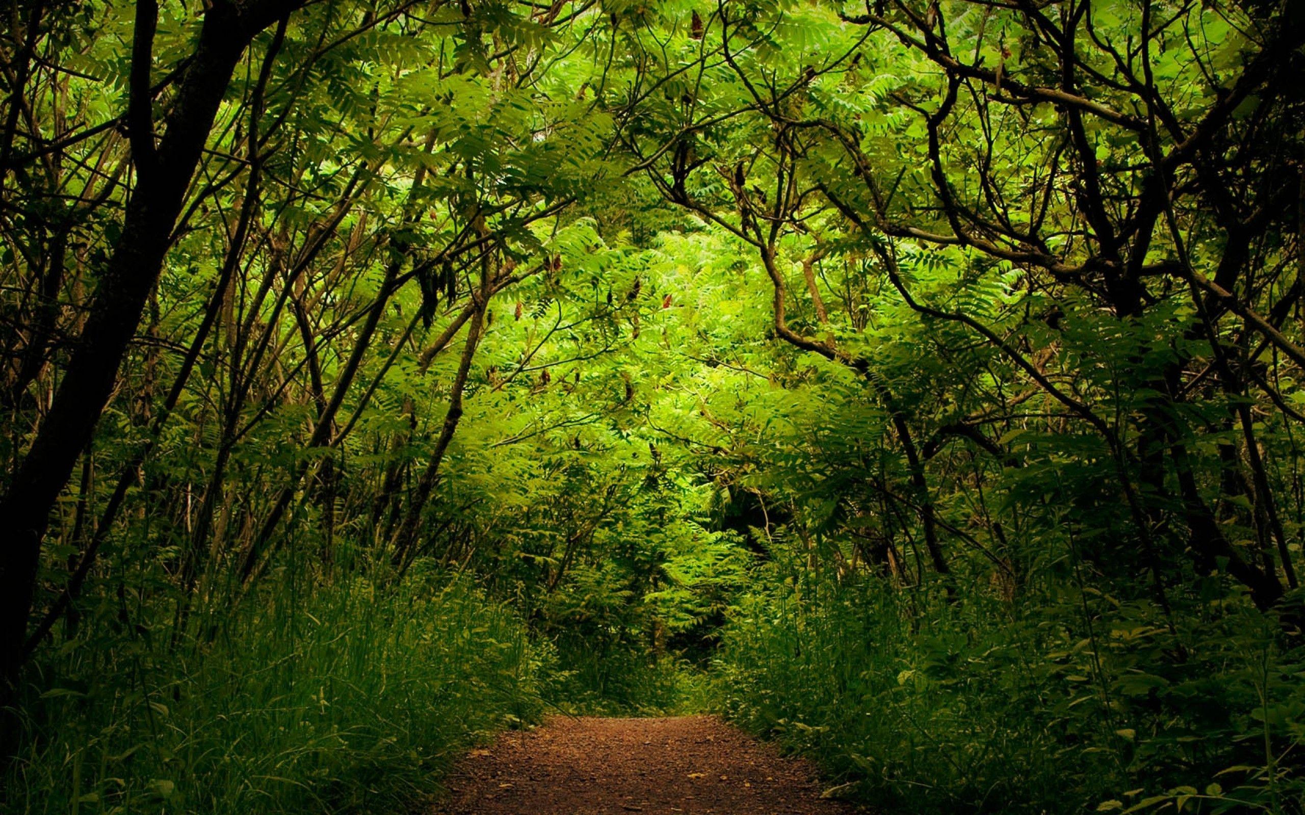 Backgrounds Jungle - Wallpaper Cave