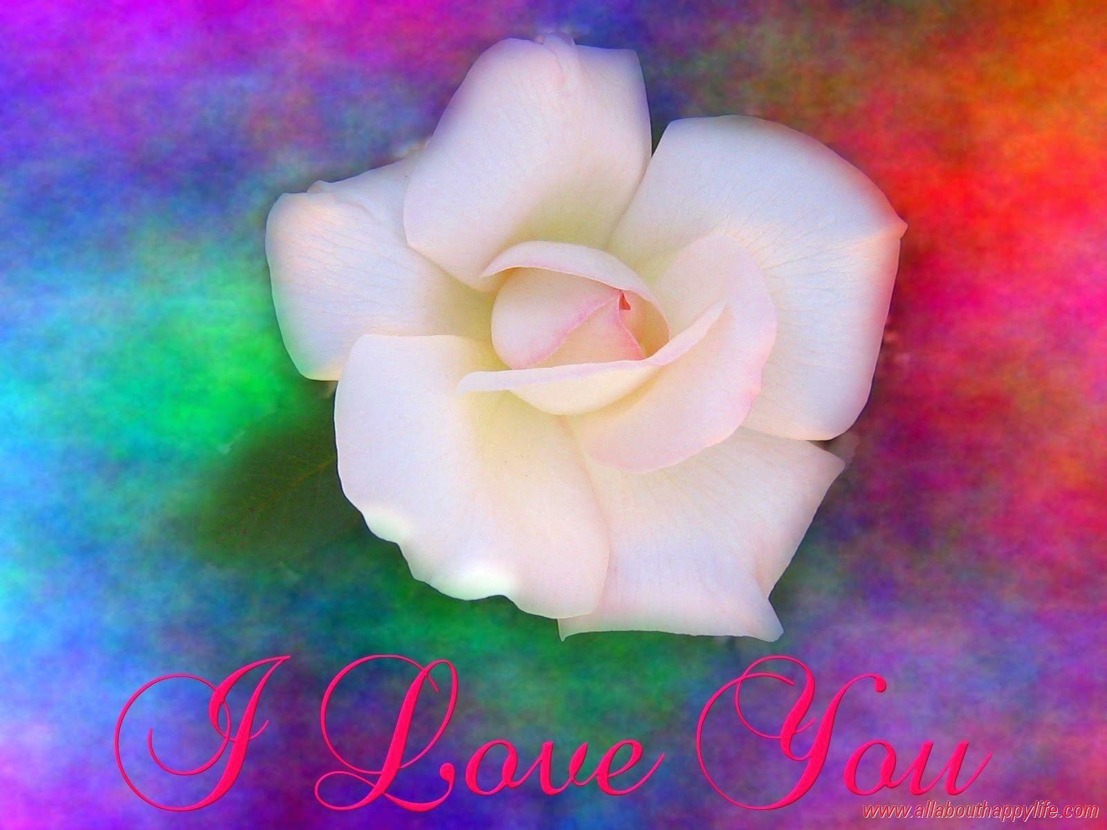 White Rose Love Wallpapers - Wallpaper Cave