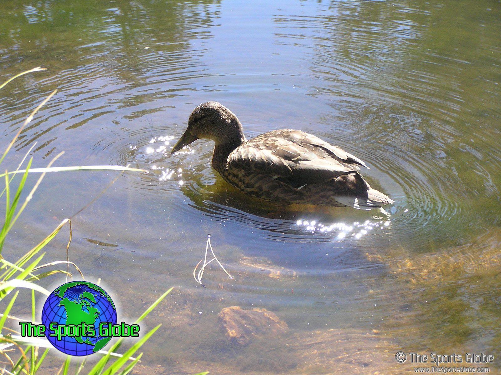 Waterfowl Backgrounds - Wallpaper Cave
