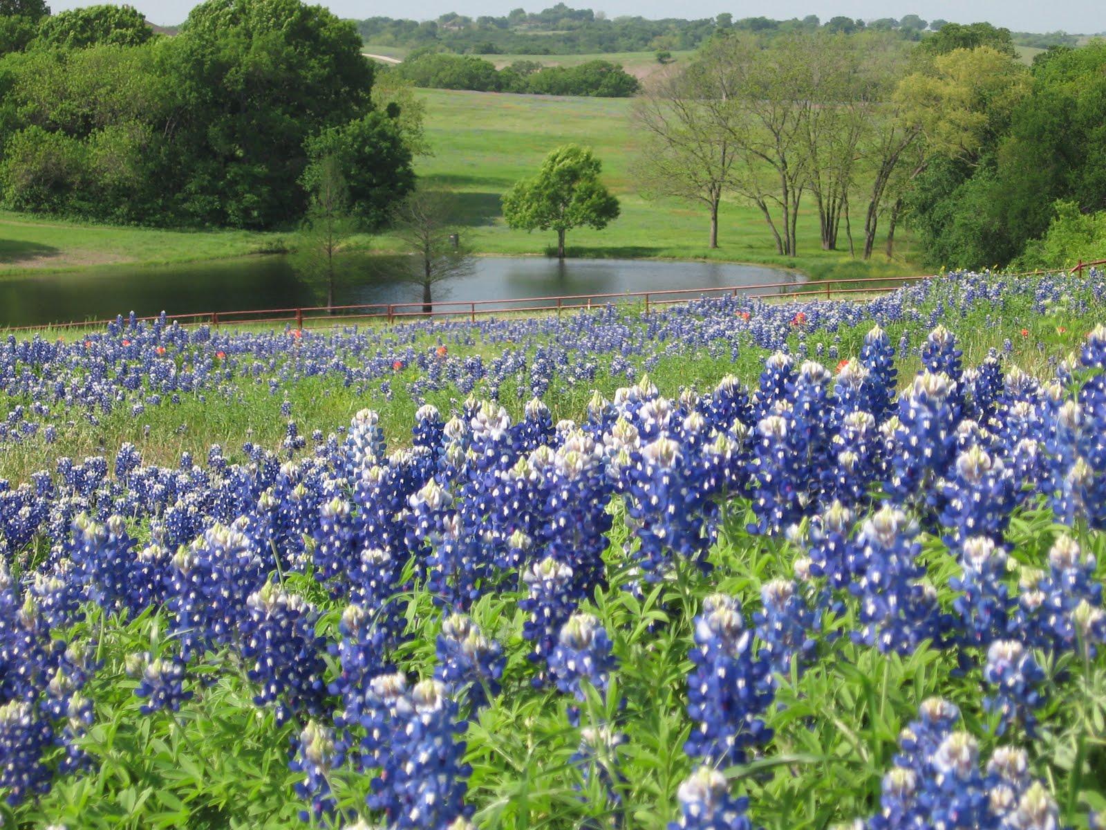 Bluebonnets Wallpapers - Wallpaper Cave