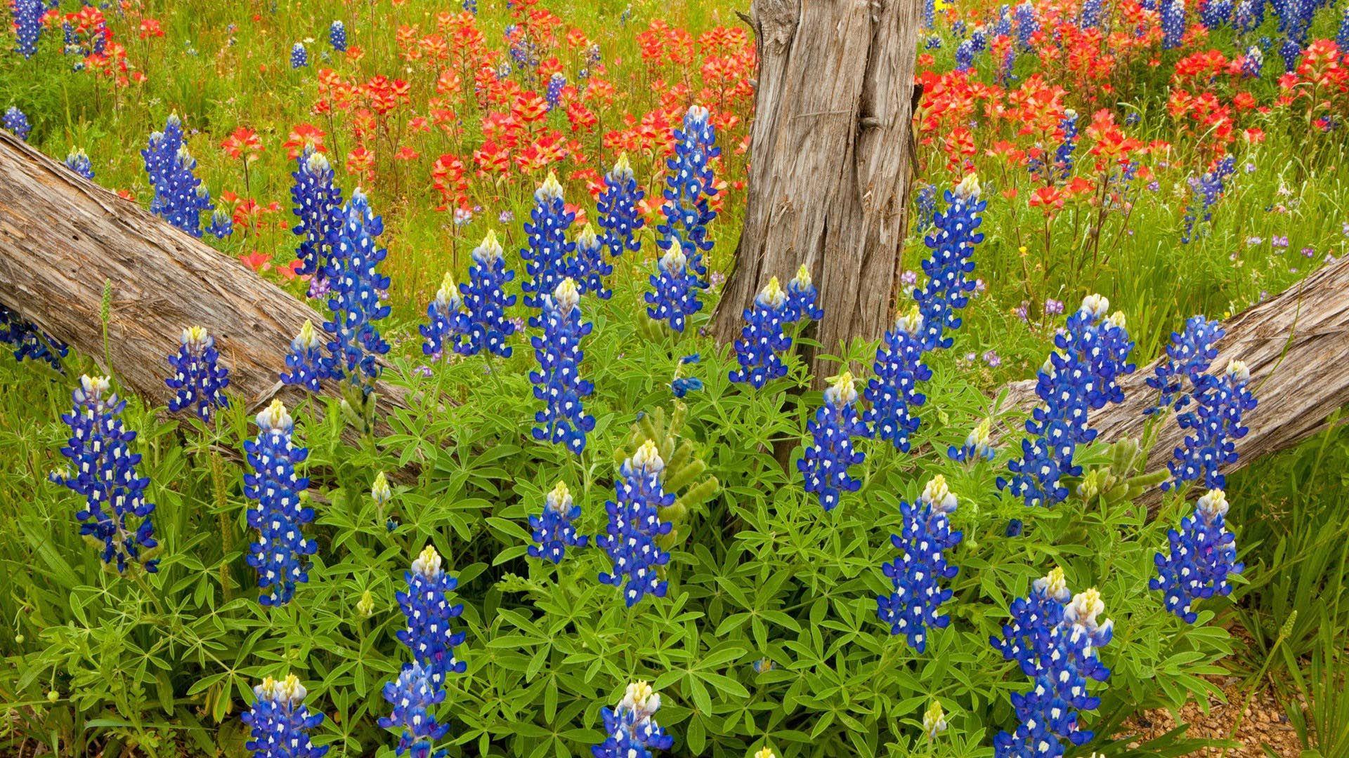 Bluebonnets Wallpapers - Wallpaper Cave