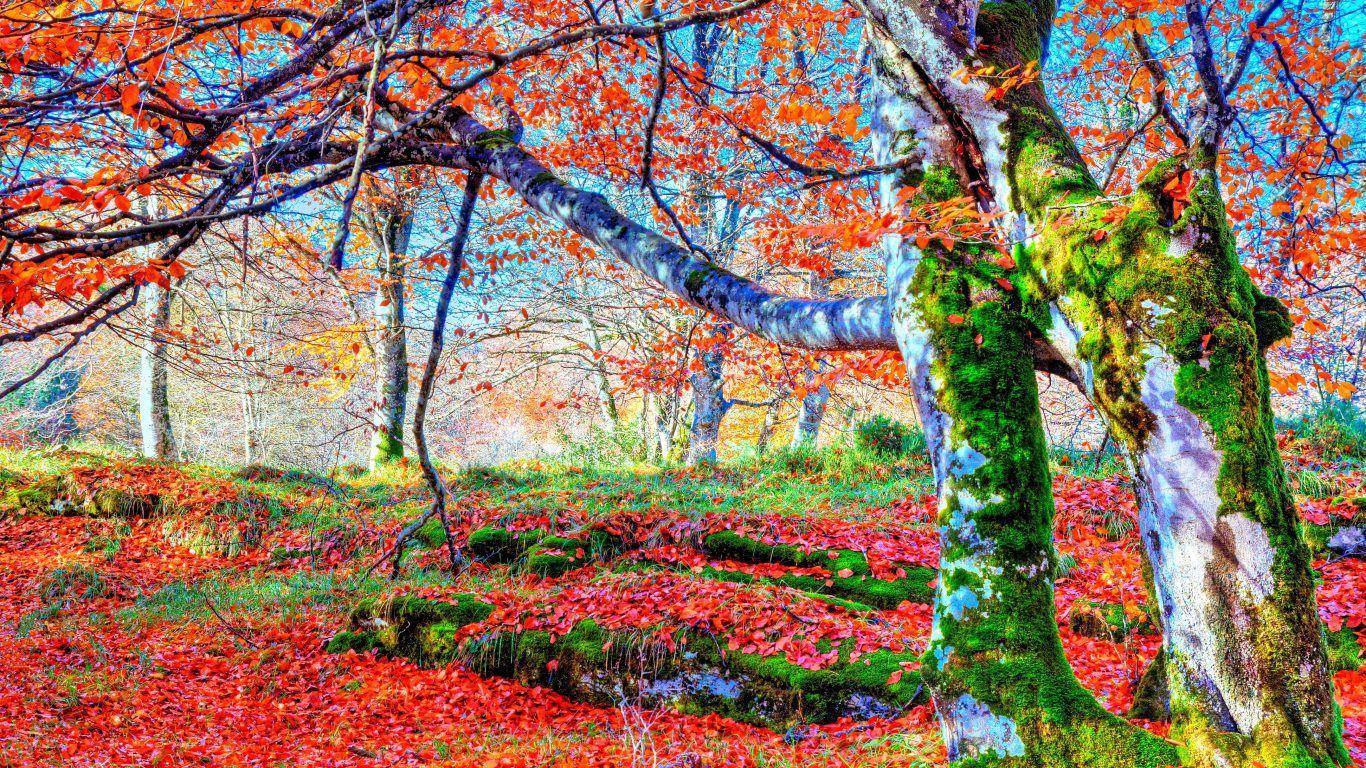 Wallpapers Of Nature Colors Desktop - Wallpaper Cave