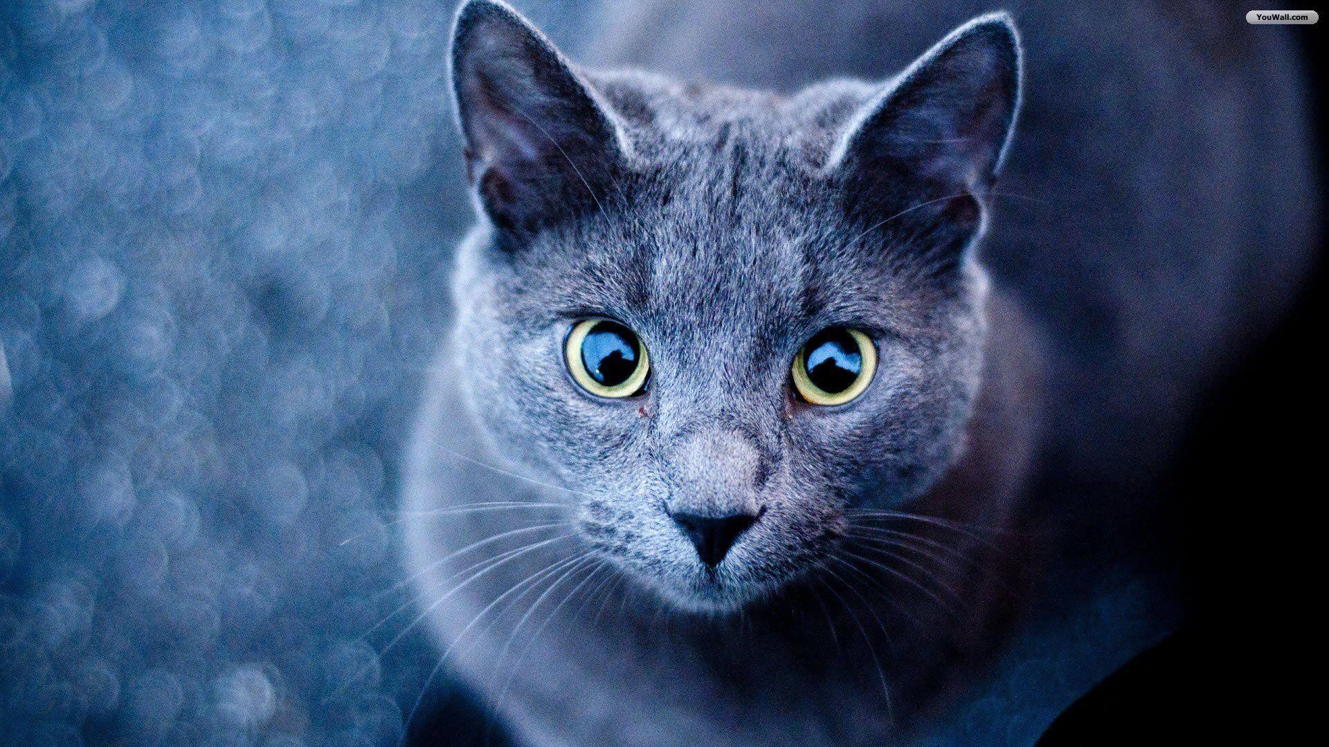 Wallpapers Cats - Wallpaper Cave