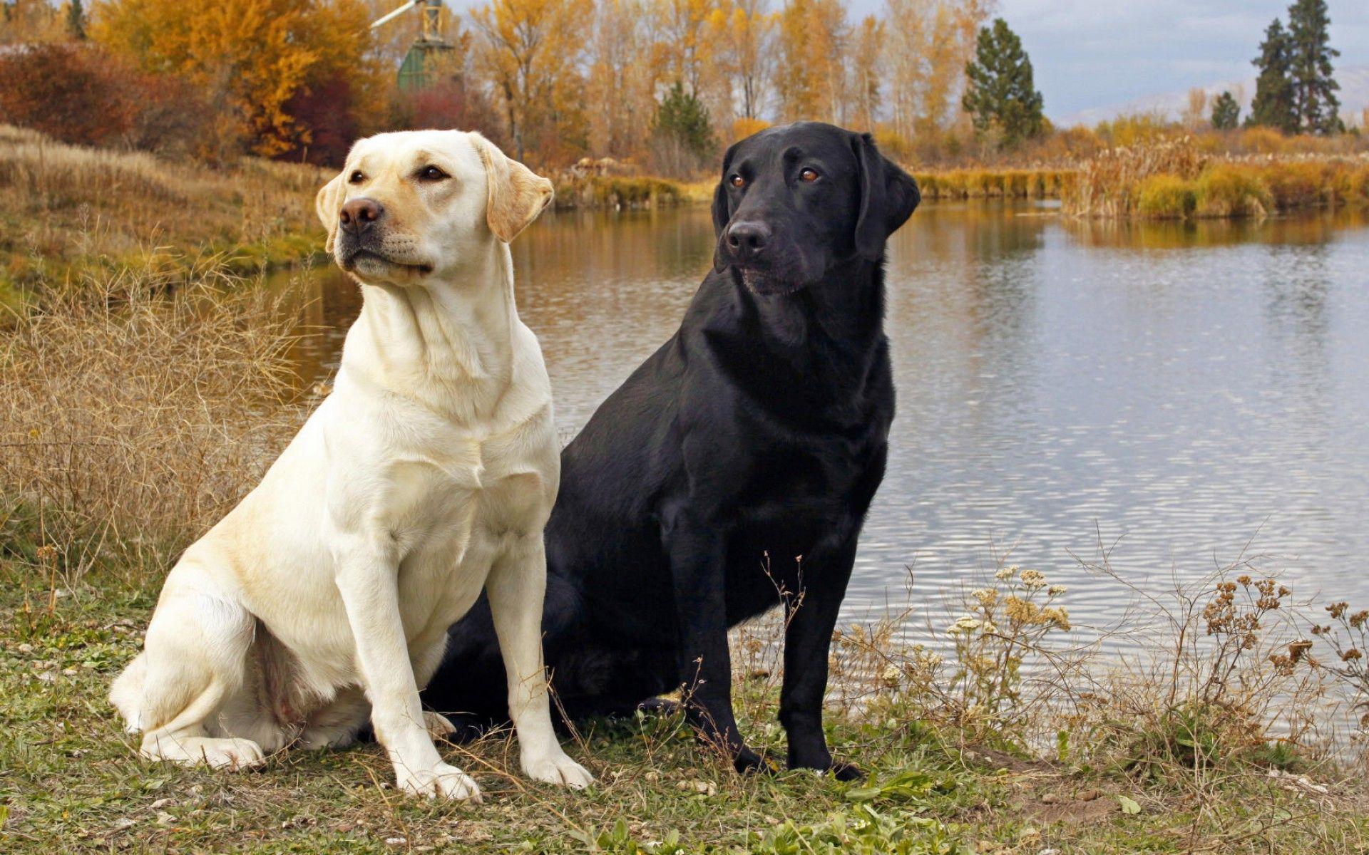 Labrador Retriever Desktop Wallpapers 1366x768 - Wallpaper Cave