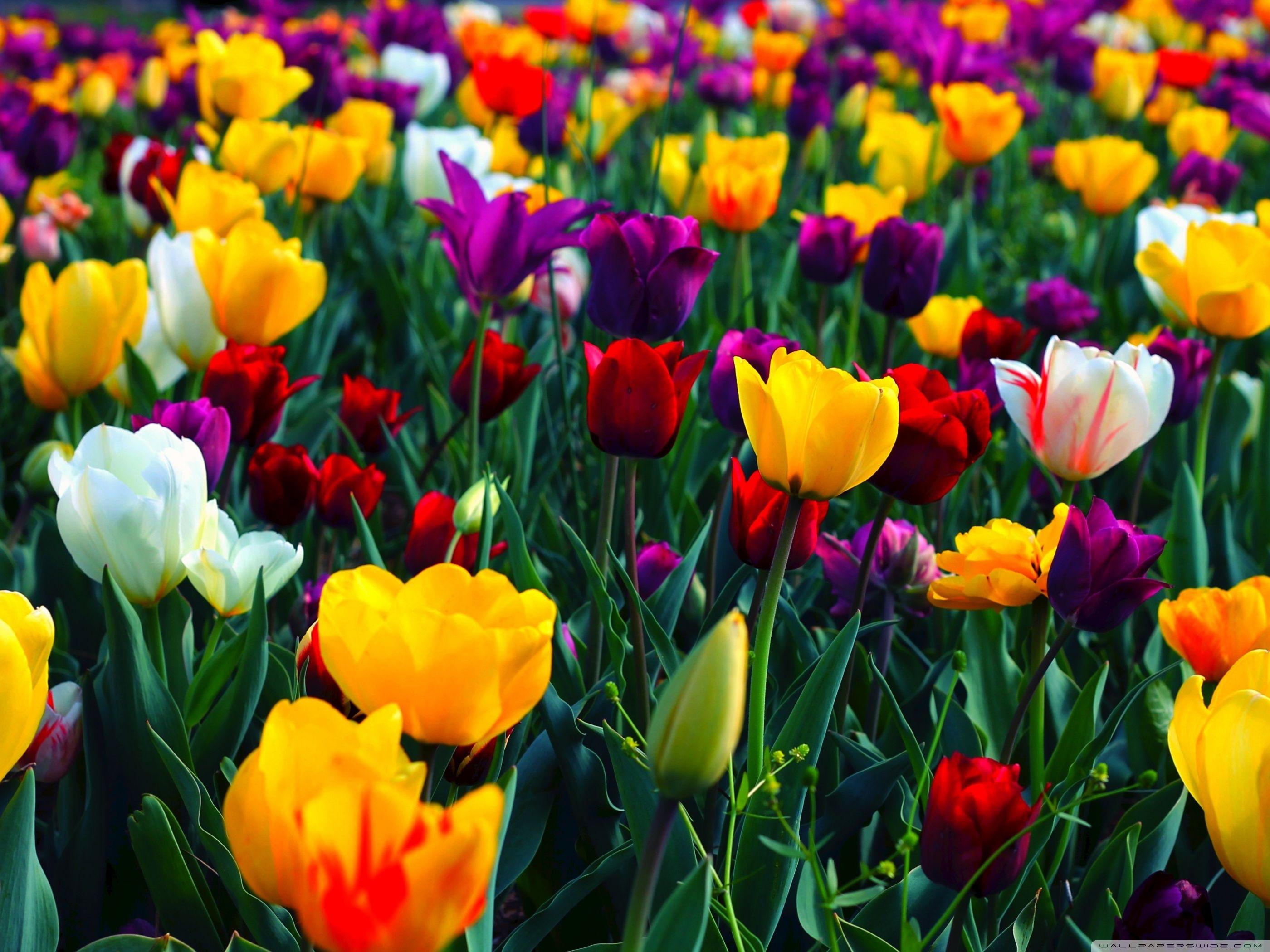Colorful Flower HD Wallpapers Wallpaper Cave Colorful Flower HD Wallpapers Wallpaper Cave