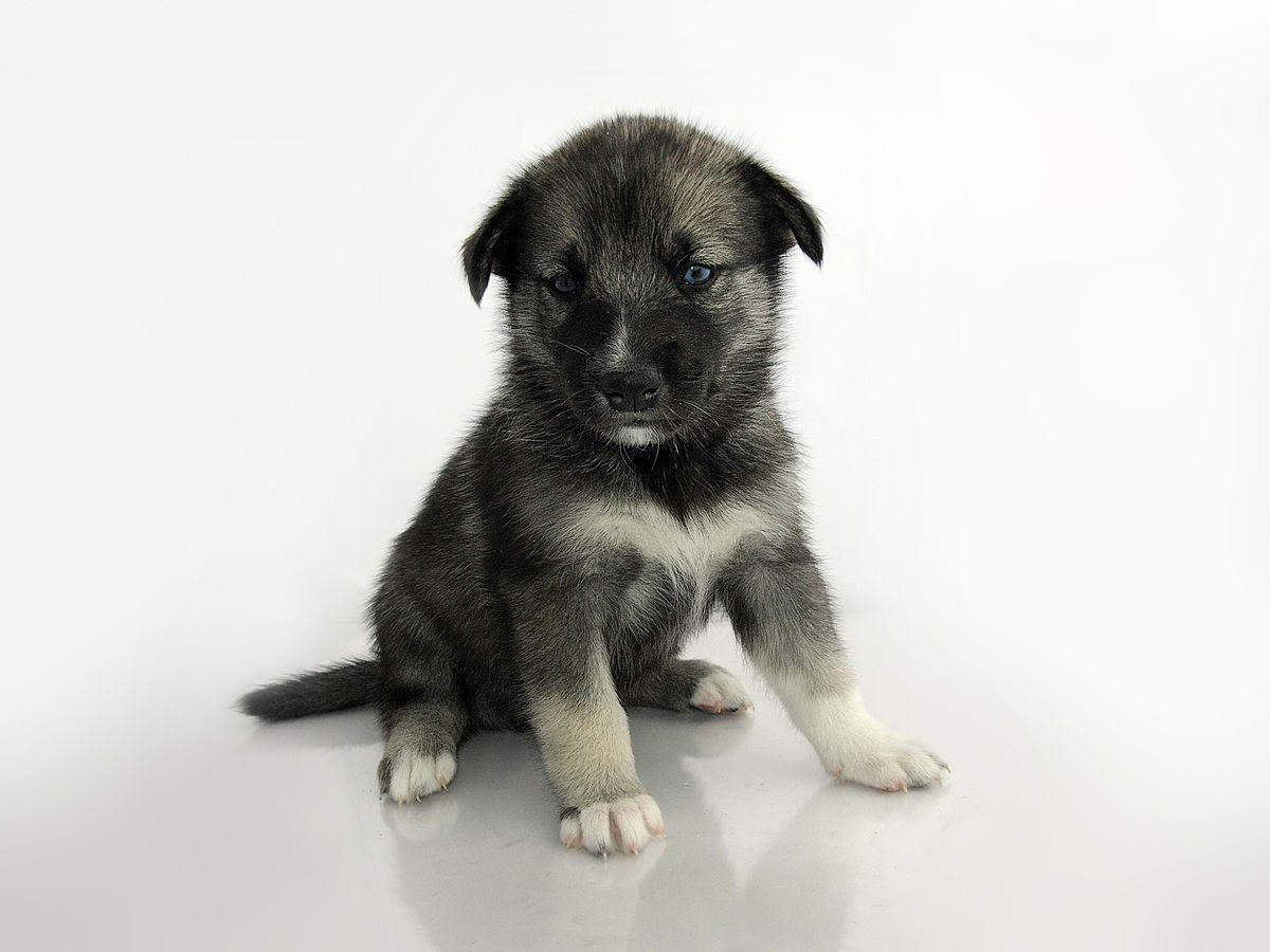 Welpen Wallpapers HD - Wallpaper Cave