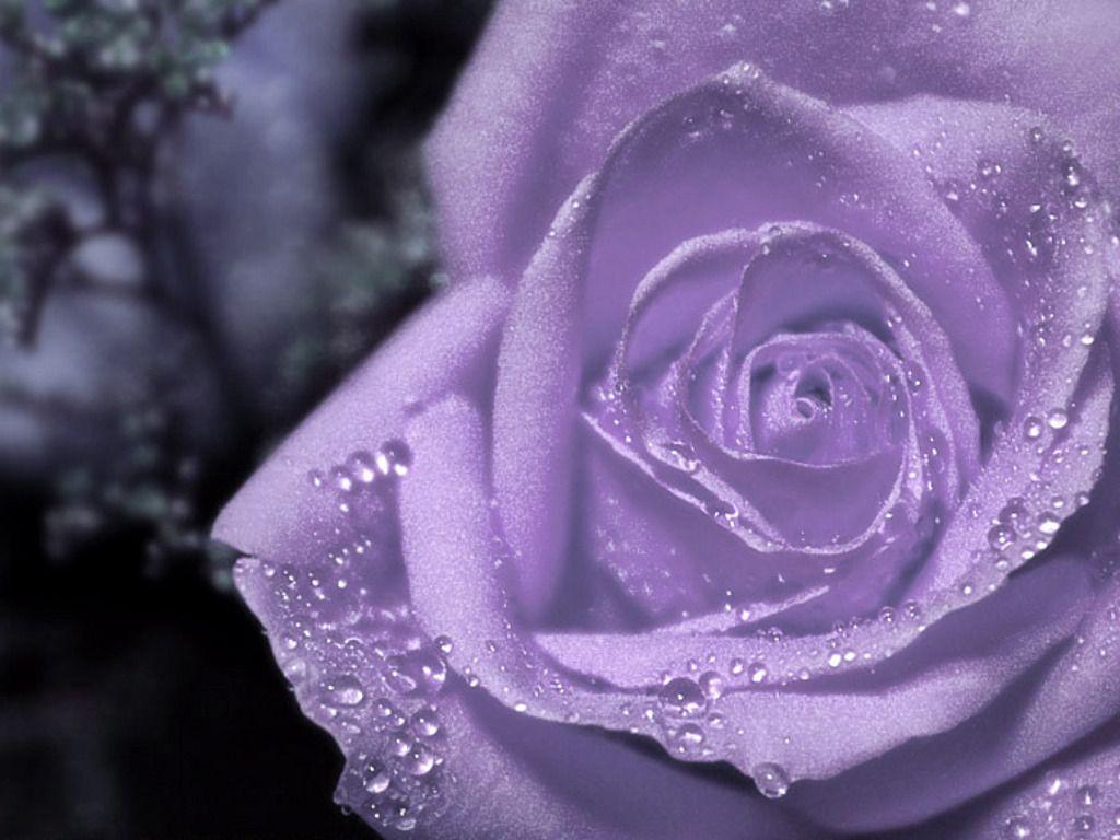 Purple Rose Flower Wallpapers - Wallpaper Cave