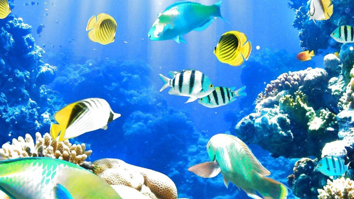HD Bowl Fish Wallpapers - Wallpaper Cave