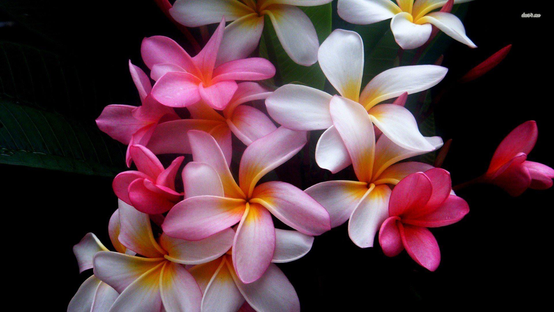 Frangipani Wallpapers Free - Wallpaper Cave