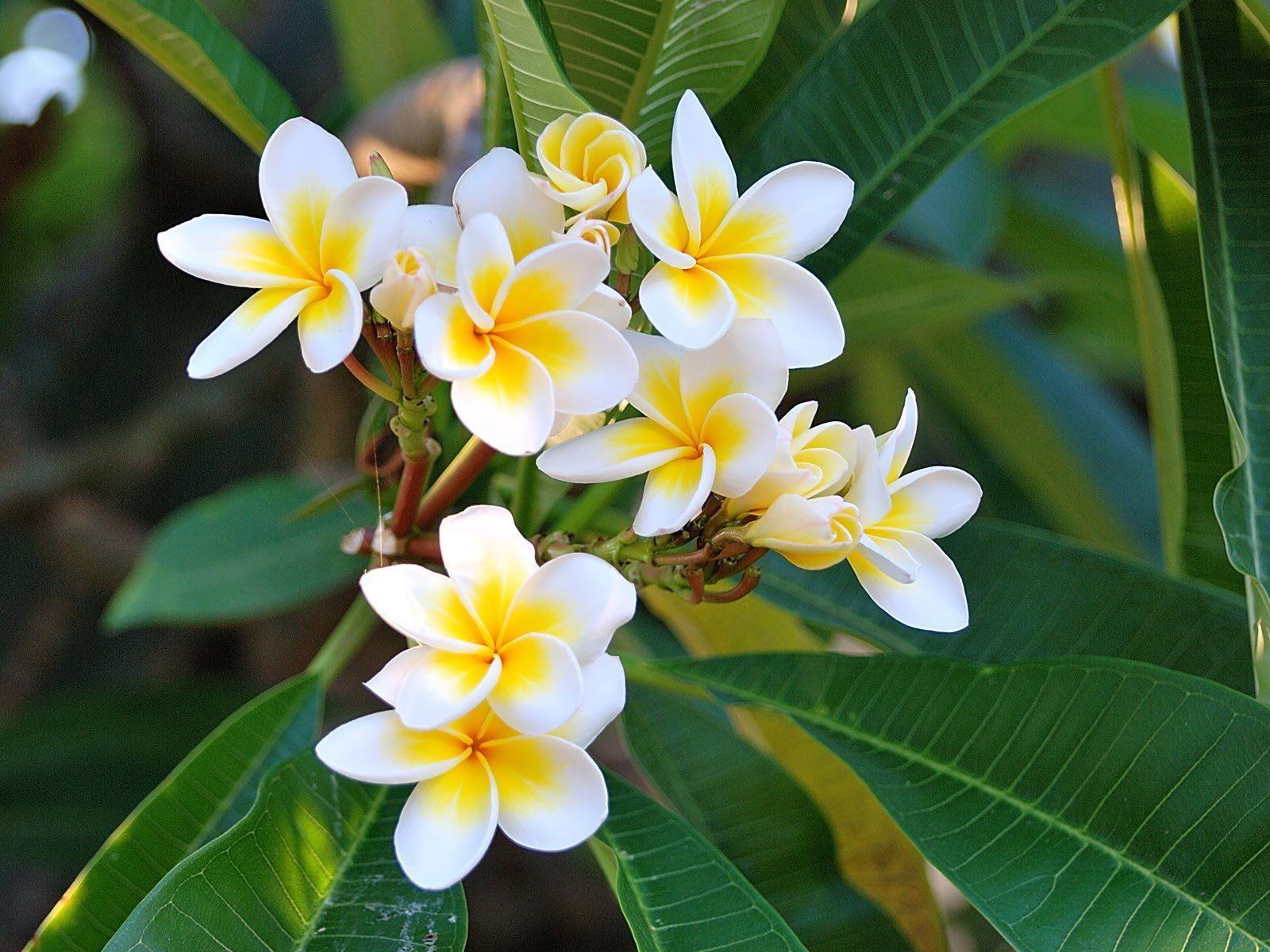 Frangipani Wallpapers Free - Wallpaper Cave