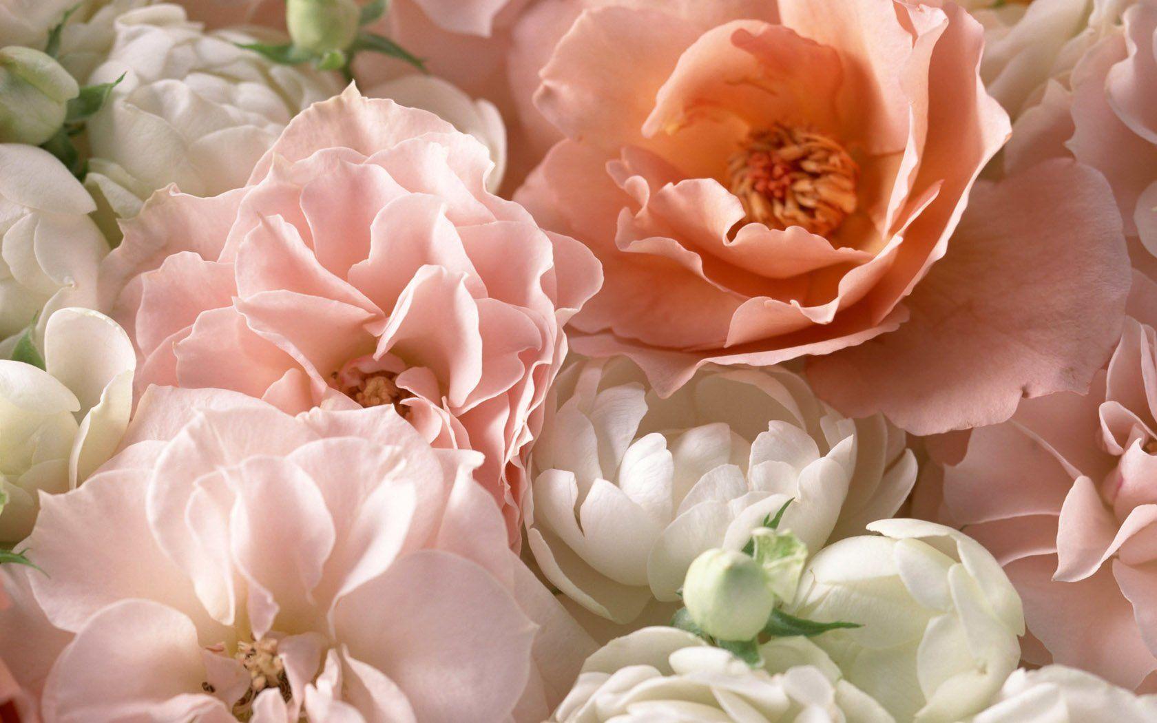 Wallpapers Peonies - Wallpaper Cave