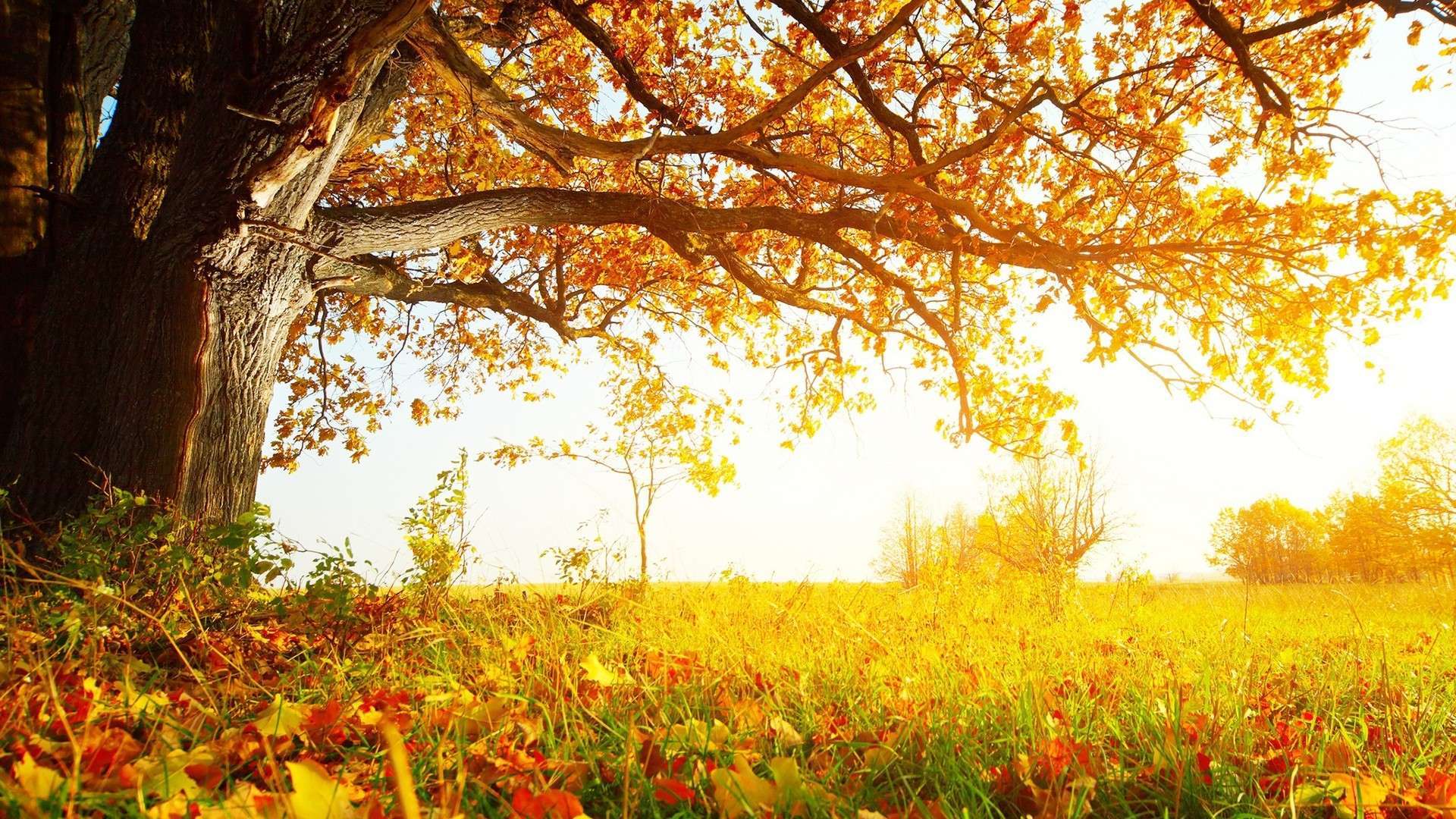 Sunny Wallpapers HD - Wallpaper Cave