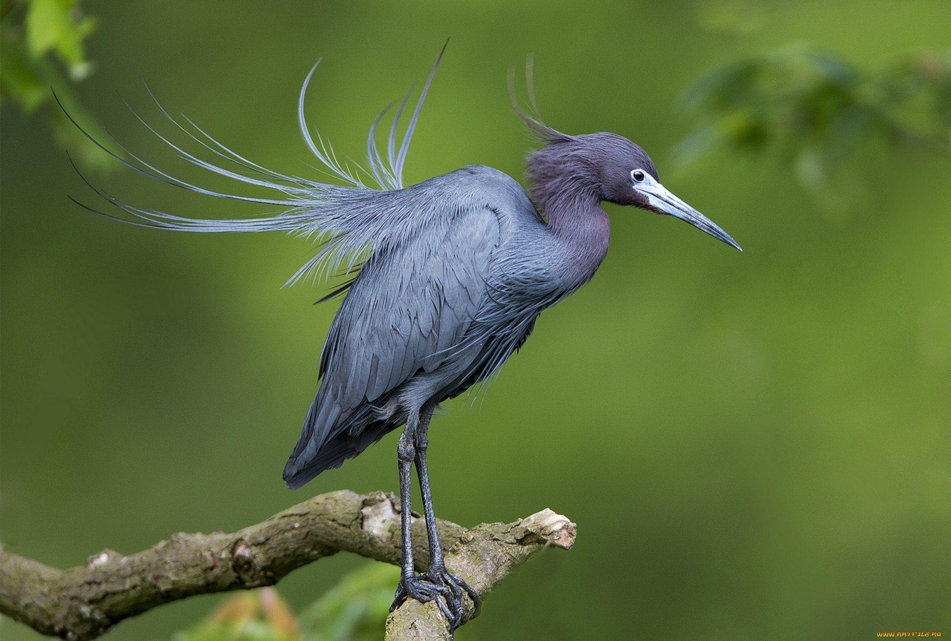 Bird HD Wallpapers - Wallpaper Cave