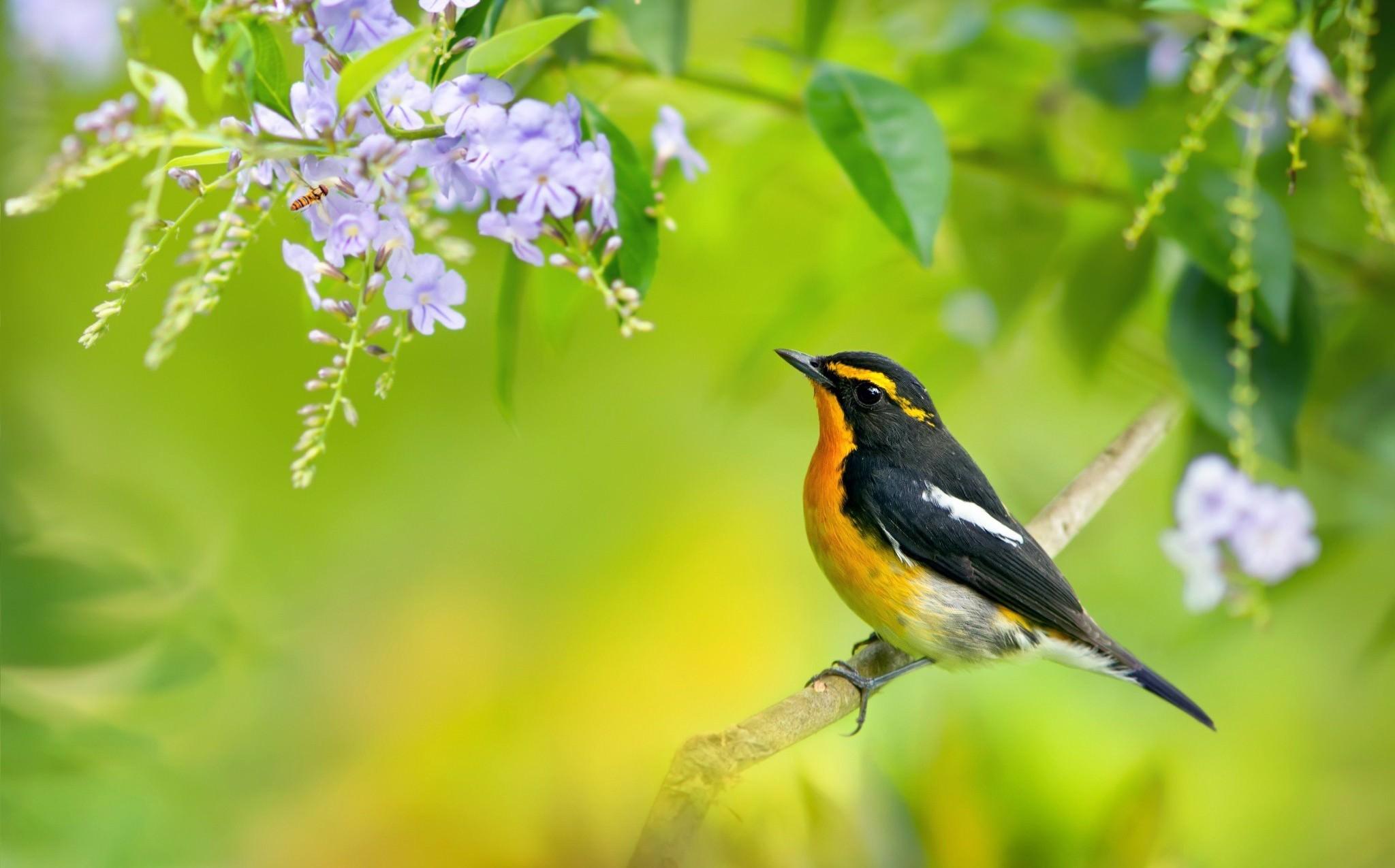 Bird HD Wallpapers - Wallpaper Cave