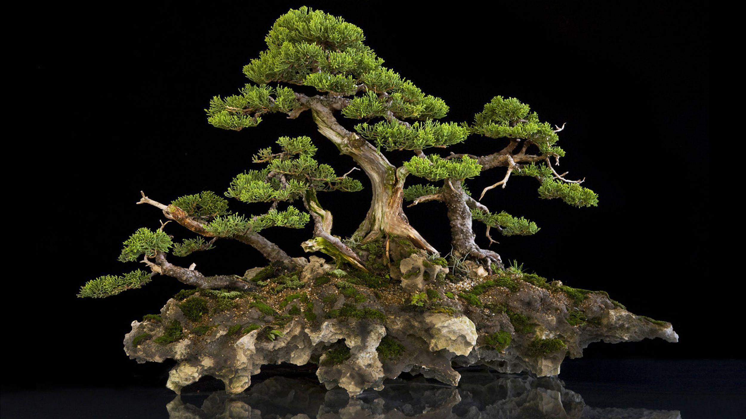 Bonsai Wallpapers - Wallpaper Cave