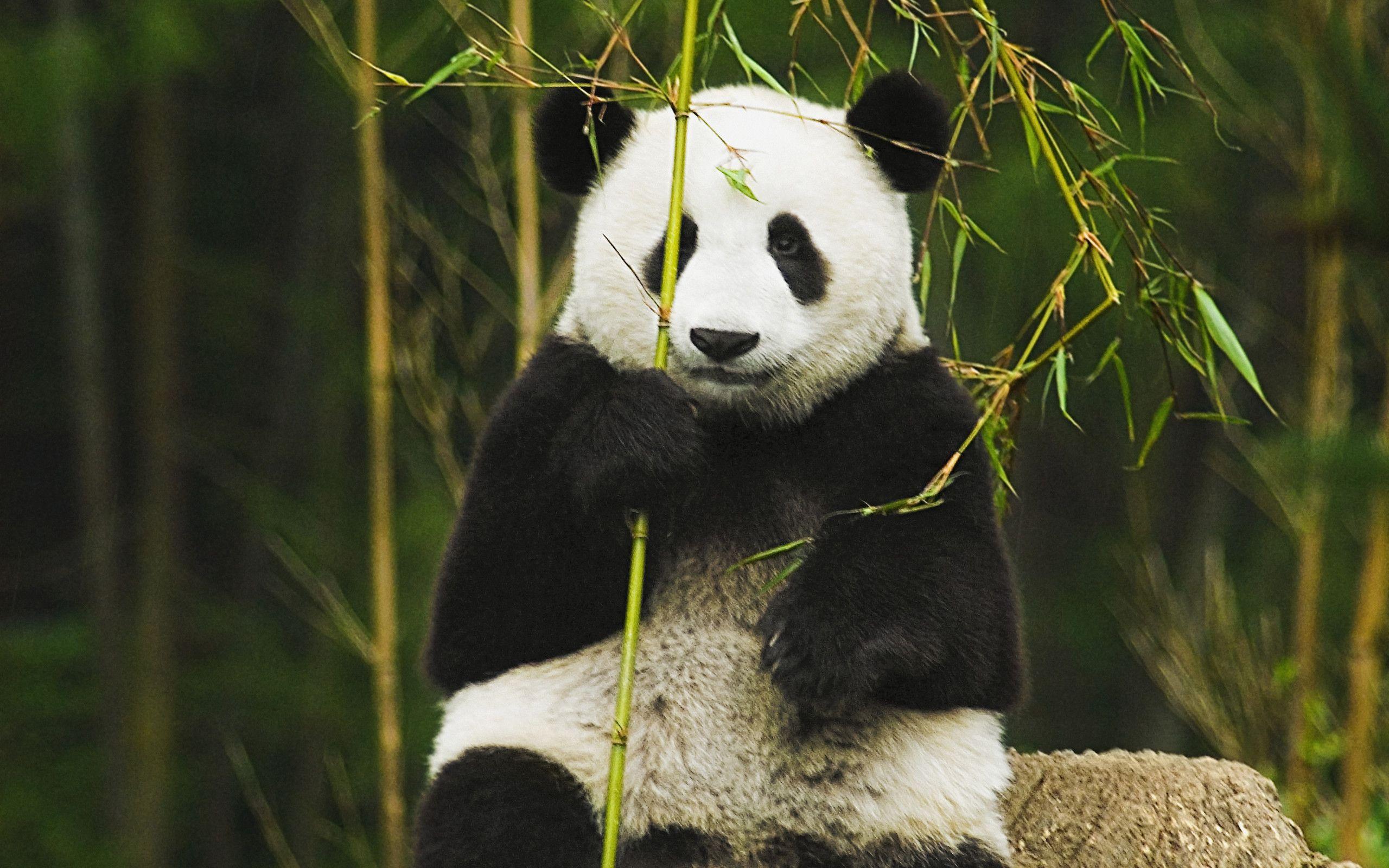 Panda Wallpapers For Desktop Wallpaper Cave