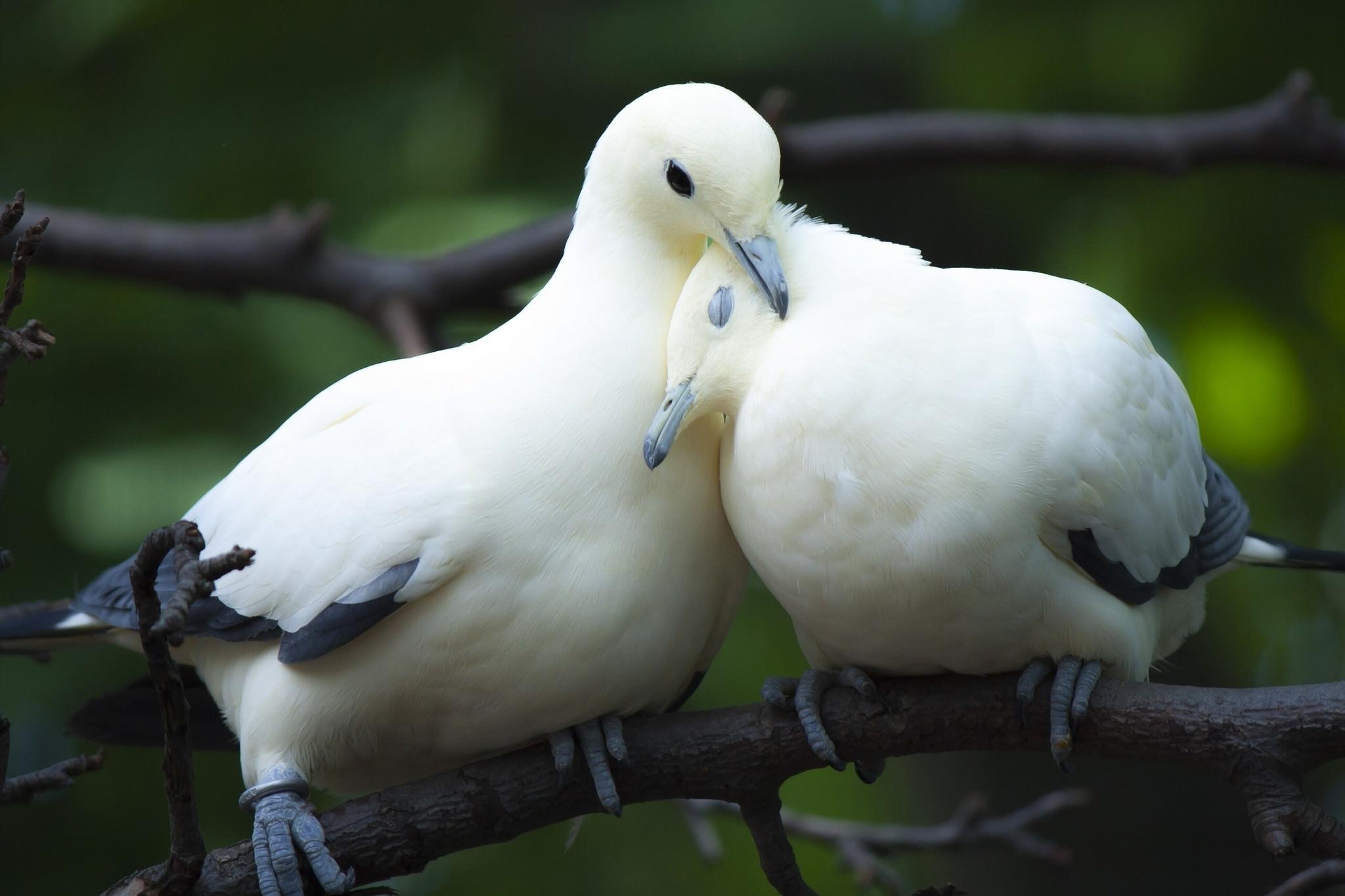 Birds Love Wallpapers - Wallpaper Cave