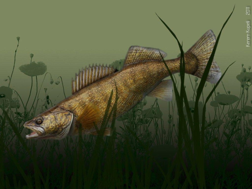 Walleyed Wallpapers For Phone - Wallpaper Cave