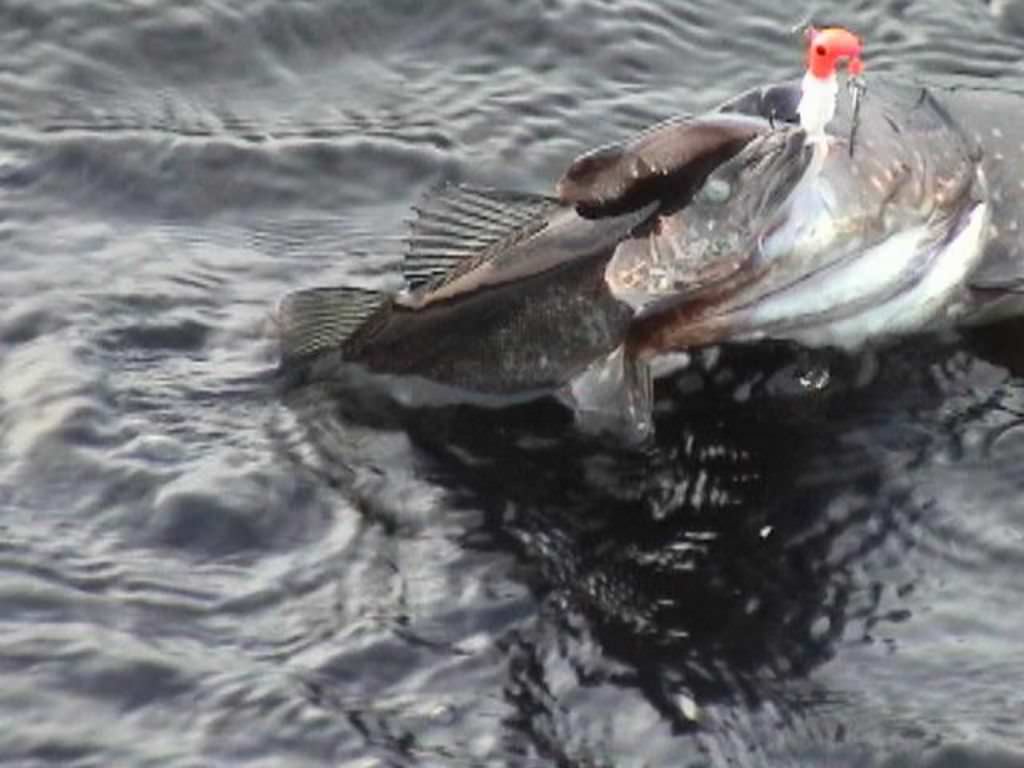 Walleyed Wallpapers For Phone - Wallpaper Cave