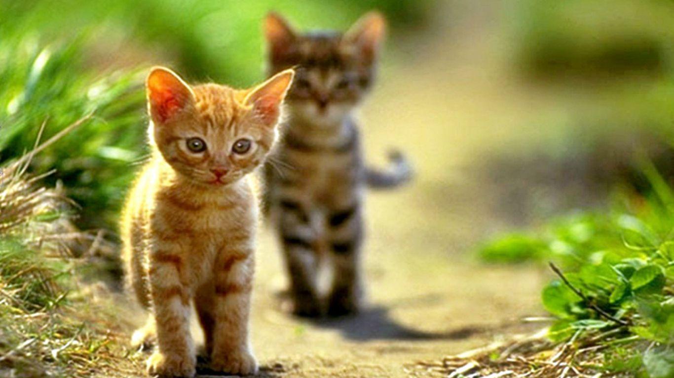 Cute Cat Wallpapers For Computer Desktop - Wallpaper Cave