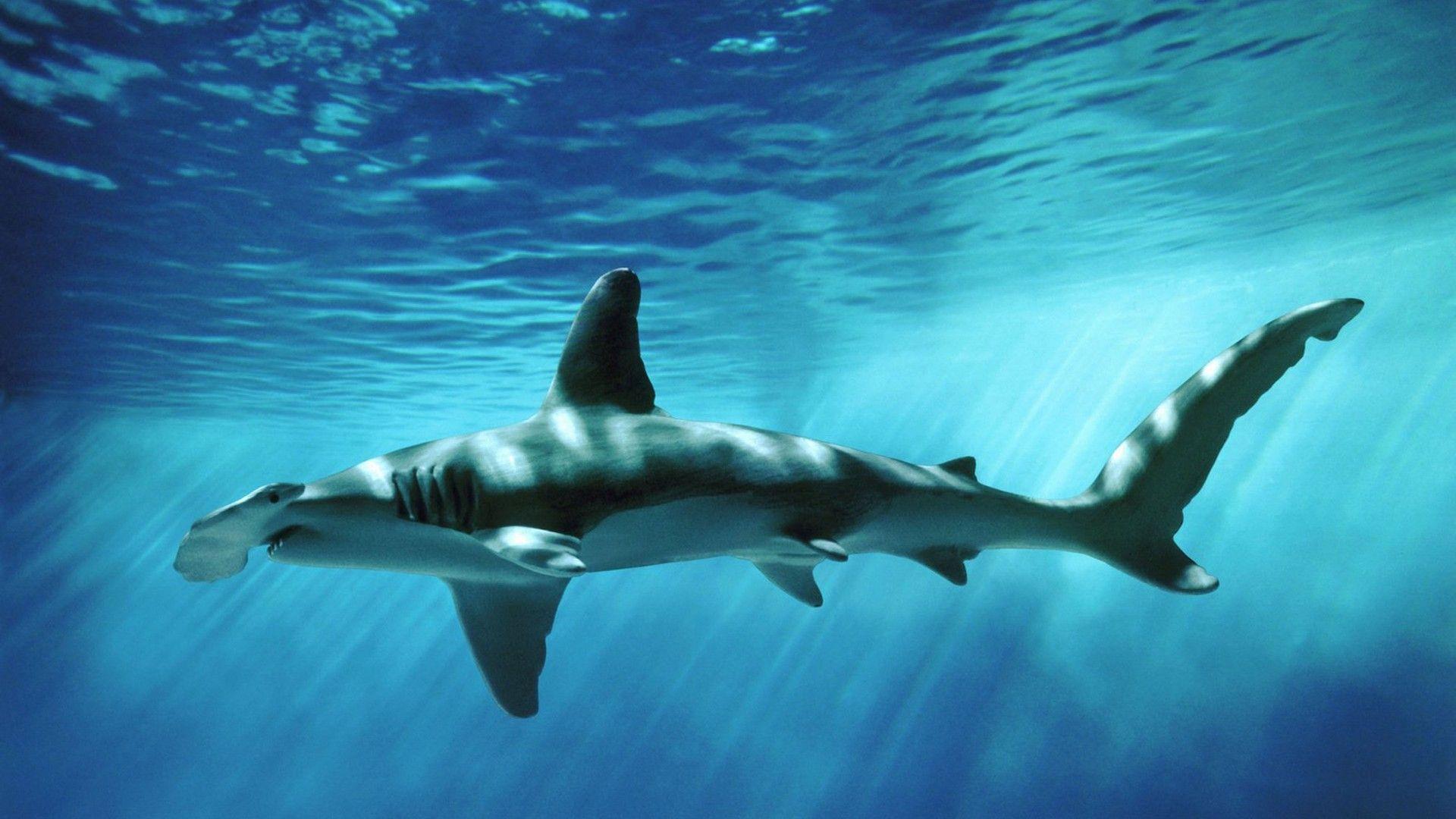 Shark HD Wallpapers - Wallpaper Cave