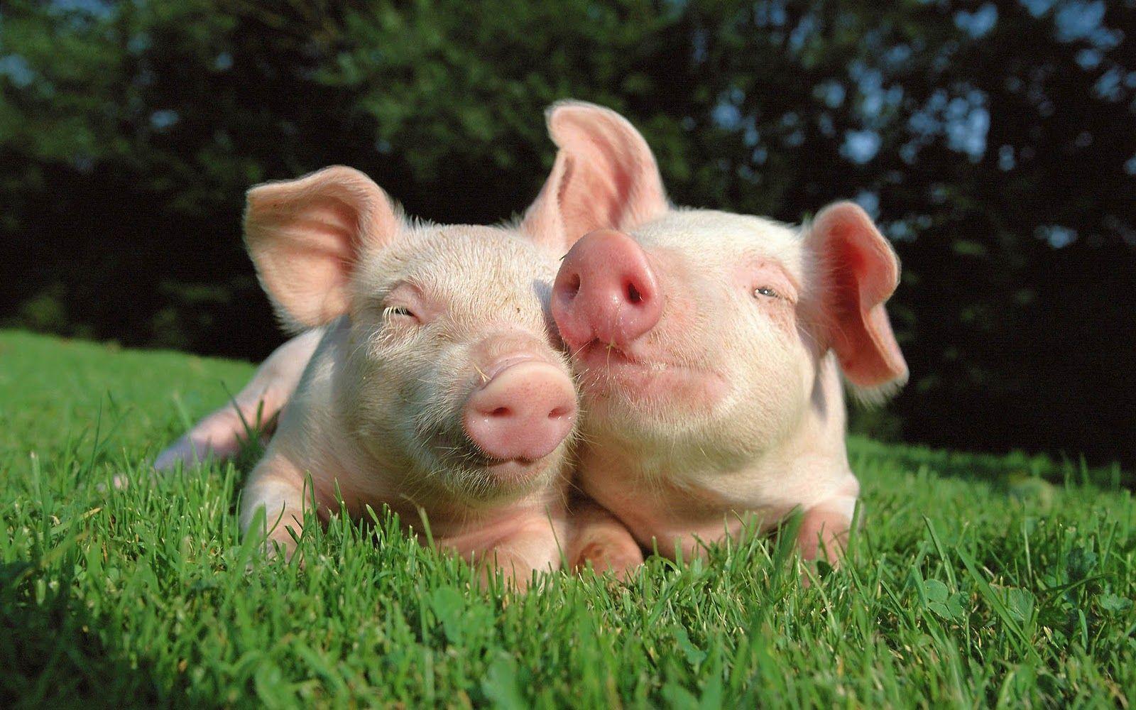 Cute Pigs Desktop Backgrounds - Wallpaper Cave