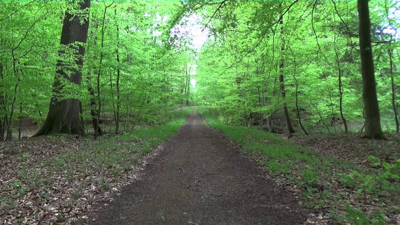 Background Images Of Forest - Wallpaper Cave