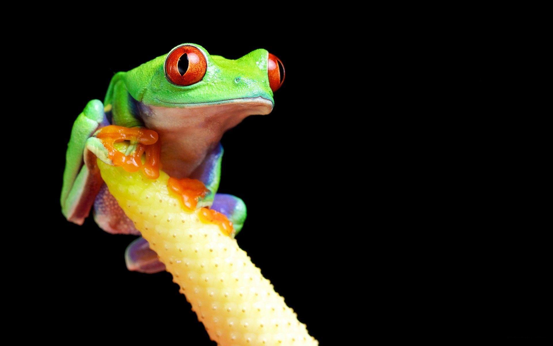 High Def Tree Frog Backgrounds - Wallpaper Cave