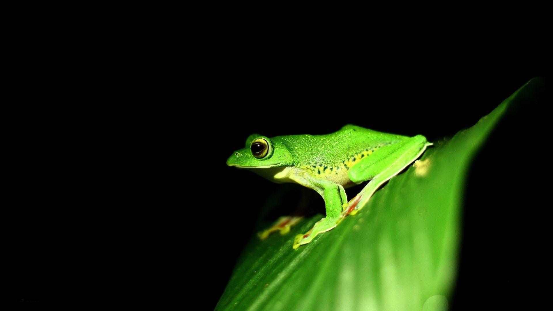 High Def Tree Frog Backgrounds - Wallpaper Cave