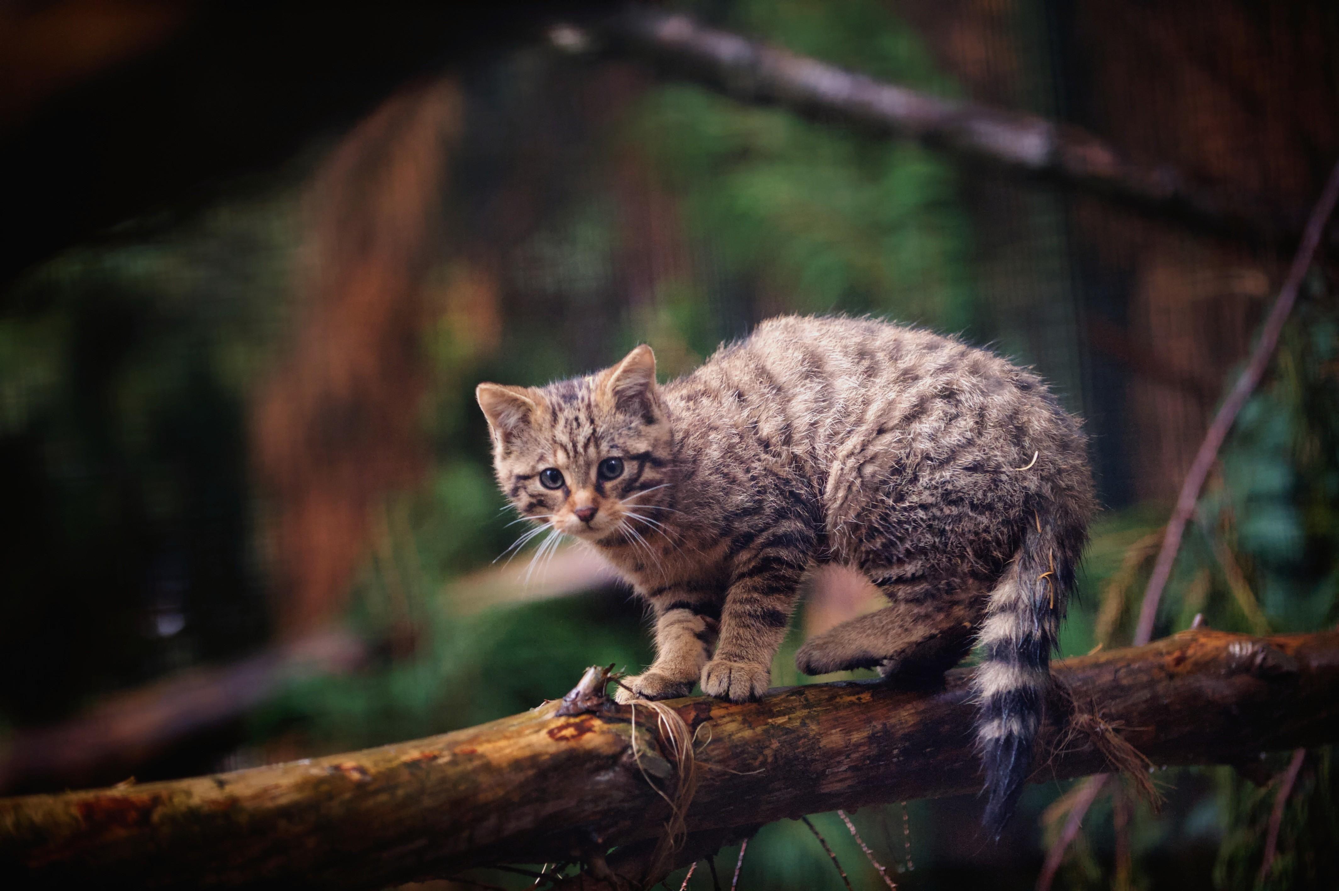 Scottish Wildcat Wallpapers - Wallpaper Cave