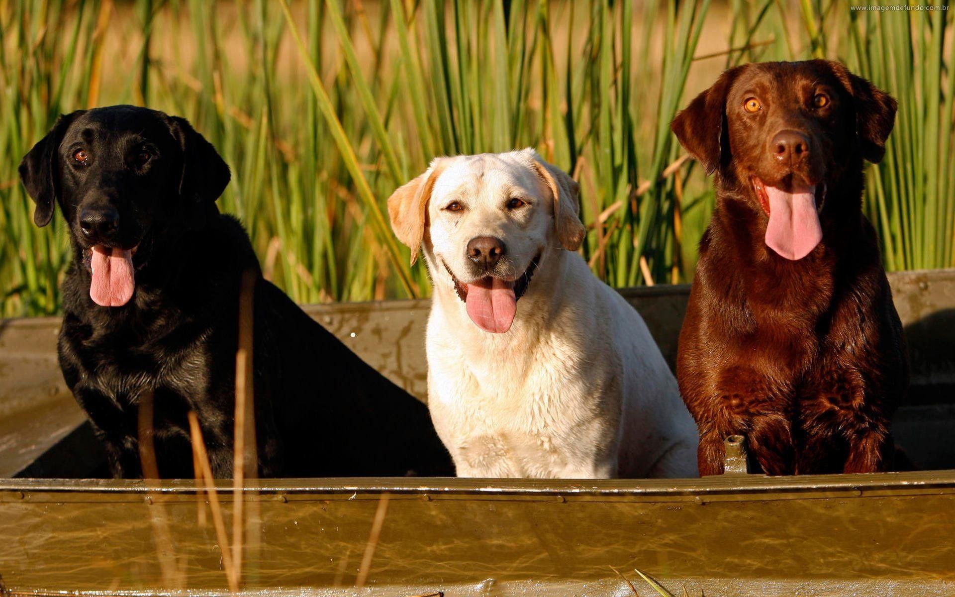 Labrador Retriever Desktop Wallpapers - Wallpaper Cave