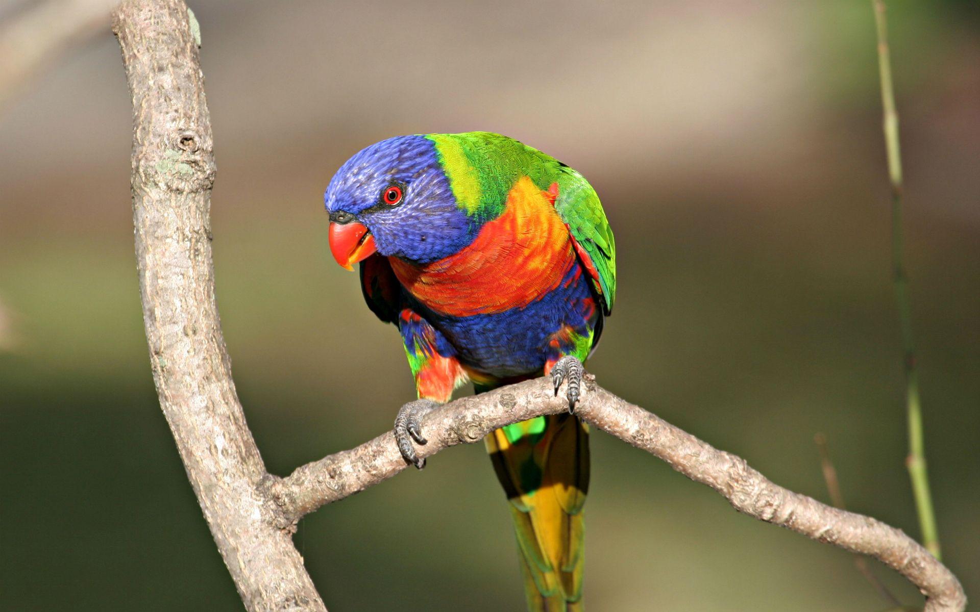 Nice Birds Wallpapers Desktop - Wallpaper Cave