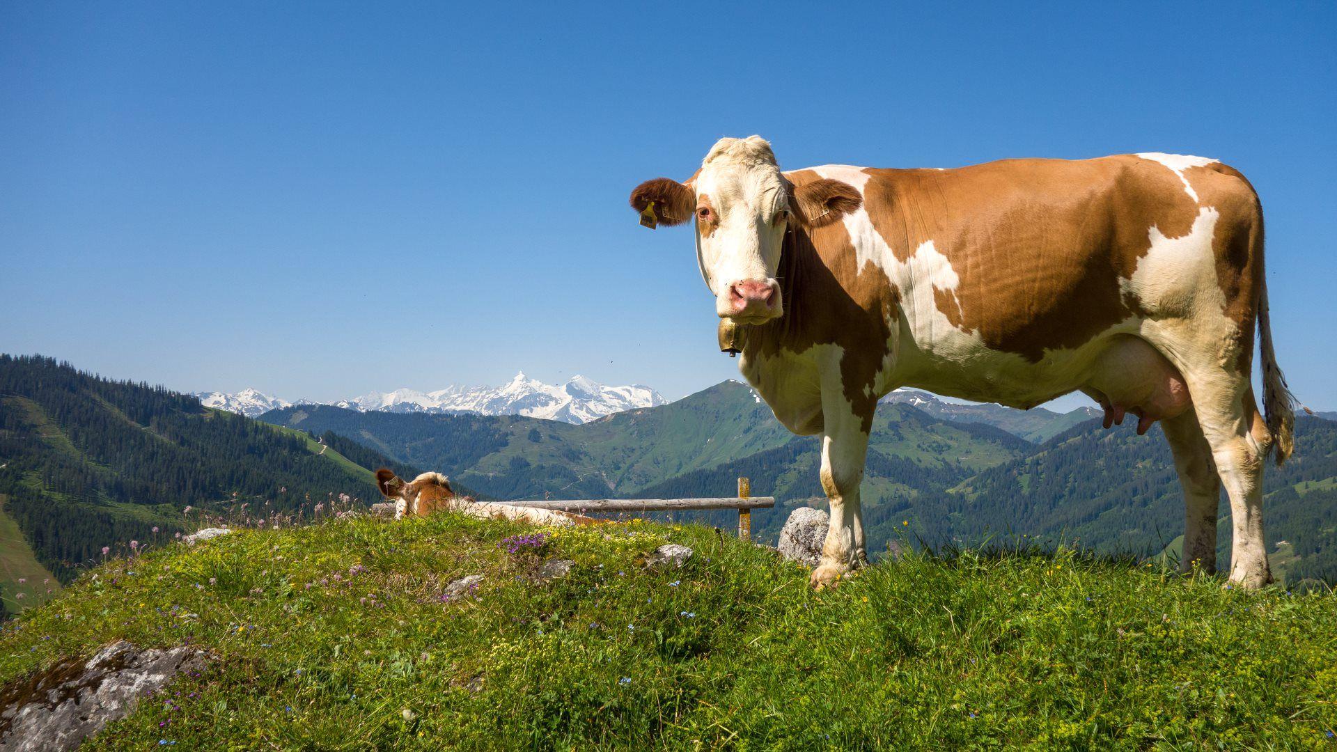 Cow HD Wallpapers - Wallpaper Cave