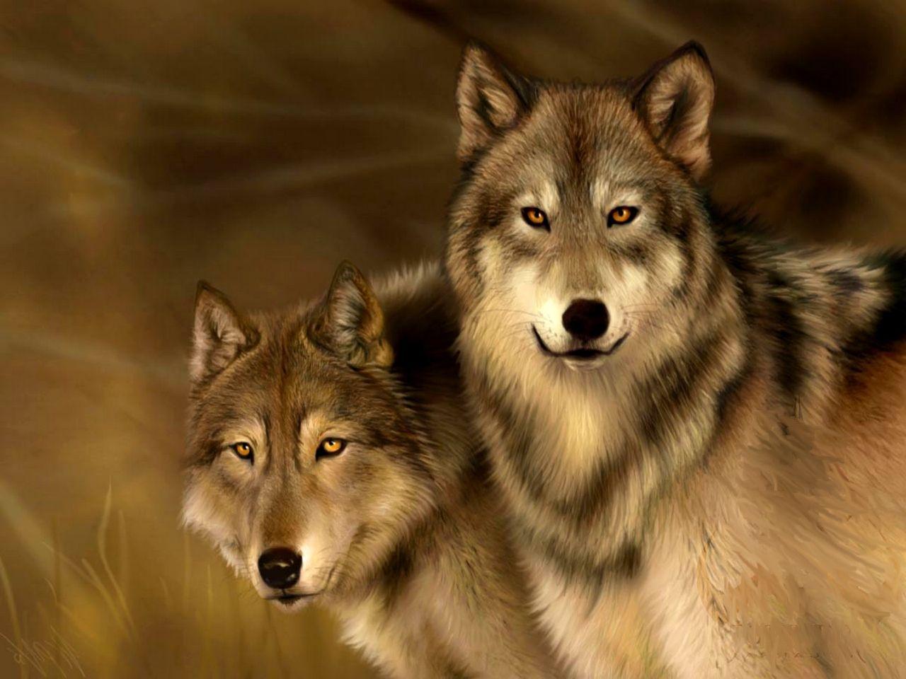 Amazing Wolf Wallpaperswild Animal