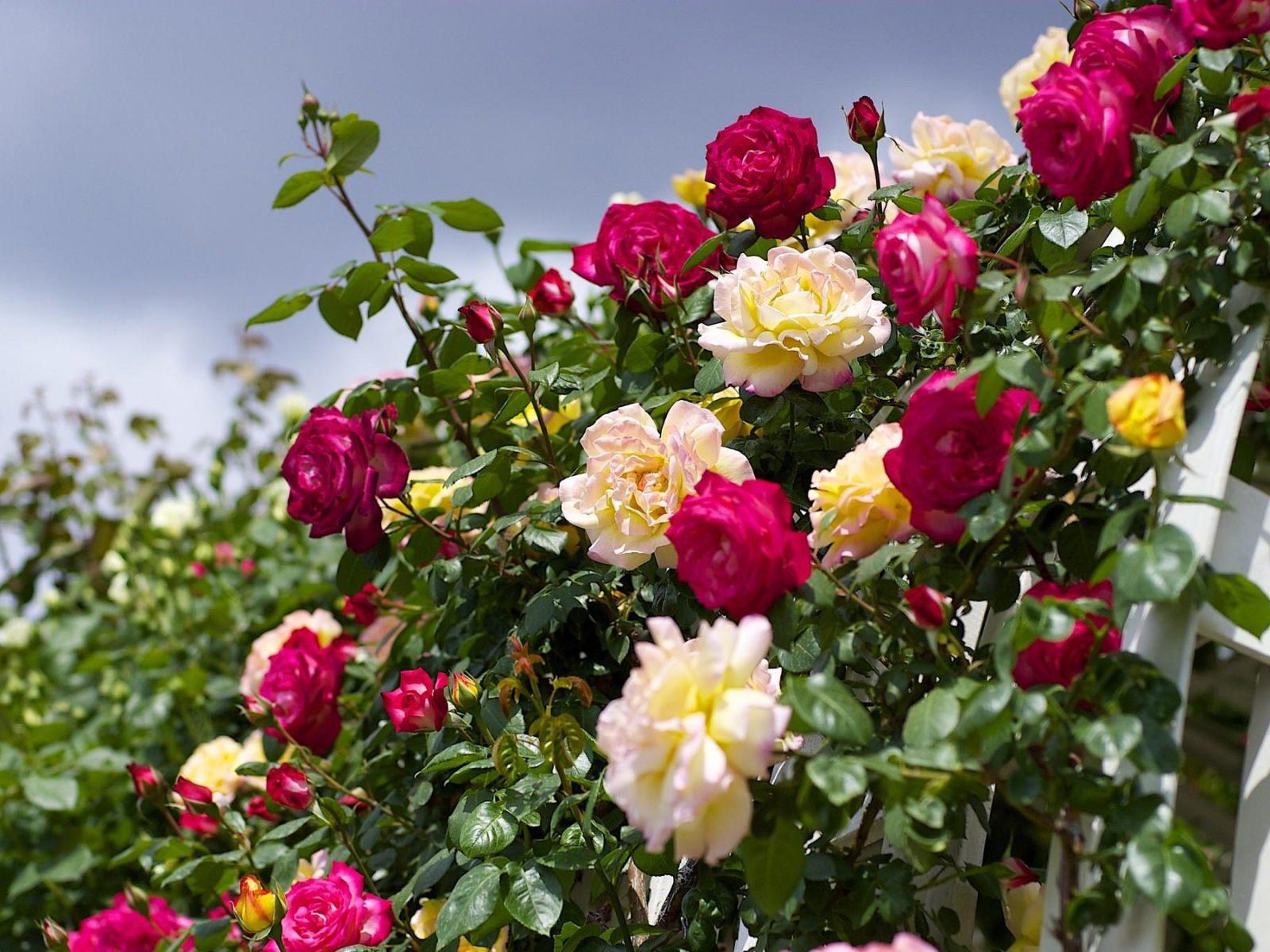 Beautiful Rose Garden Wallpapers - Wallpaper Cave
