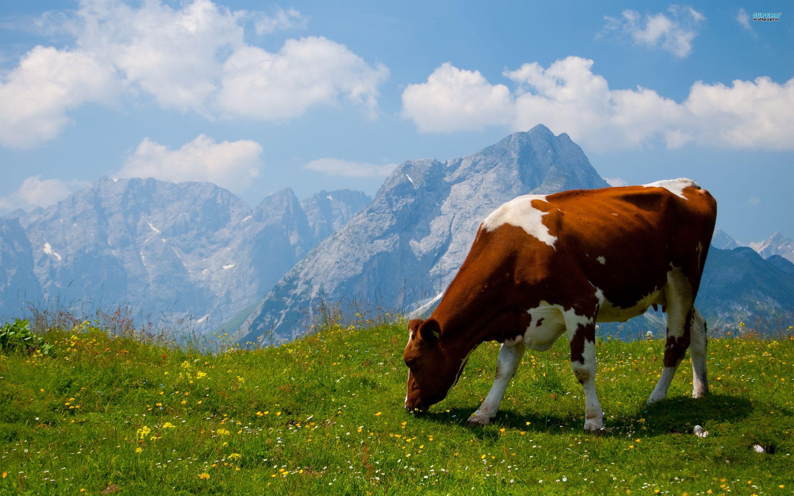 Cute Backgrounds Cow Wallpaper Cave