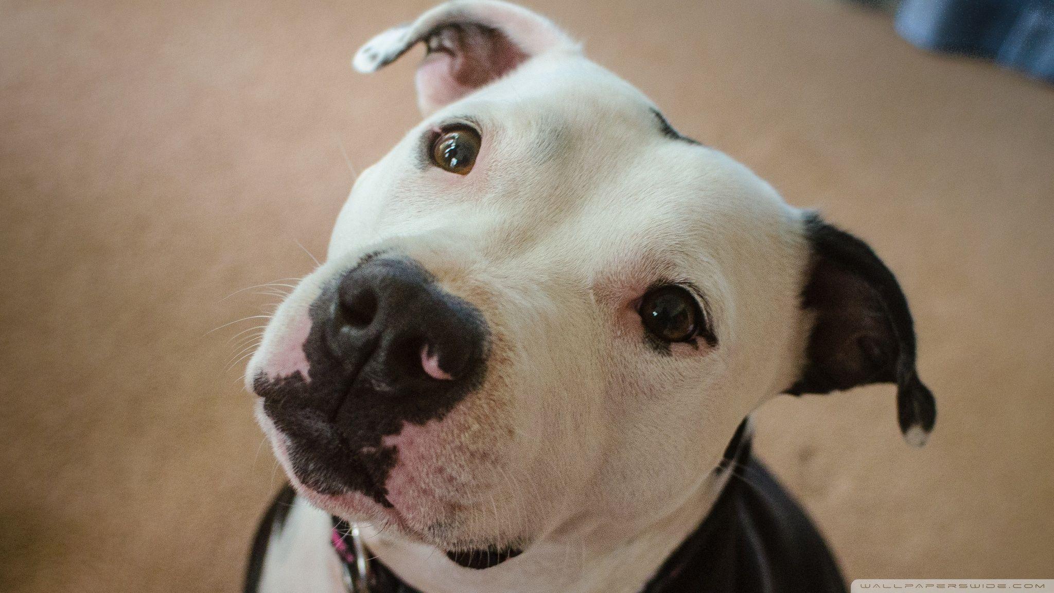 Desktop Wallpapers Pitbull - Wallpaper Cave