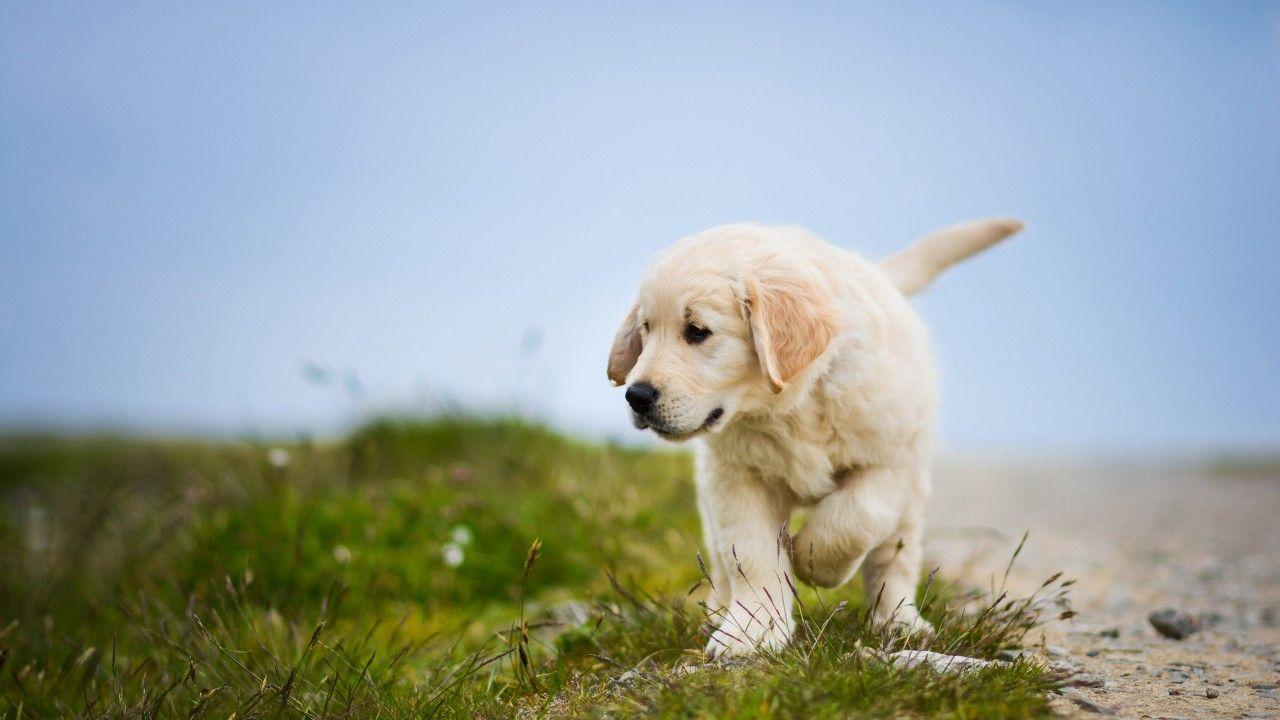 Labrador Retriever White Wallpapers - Wallpaper Cave