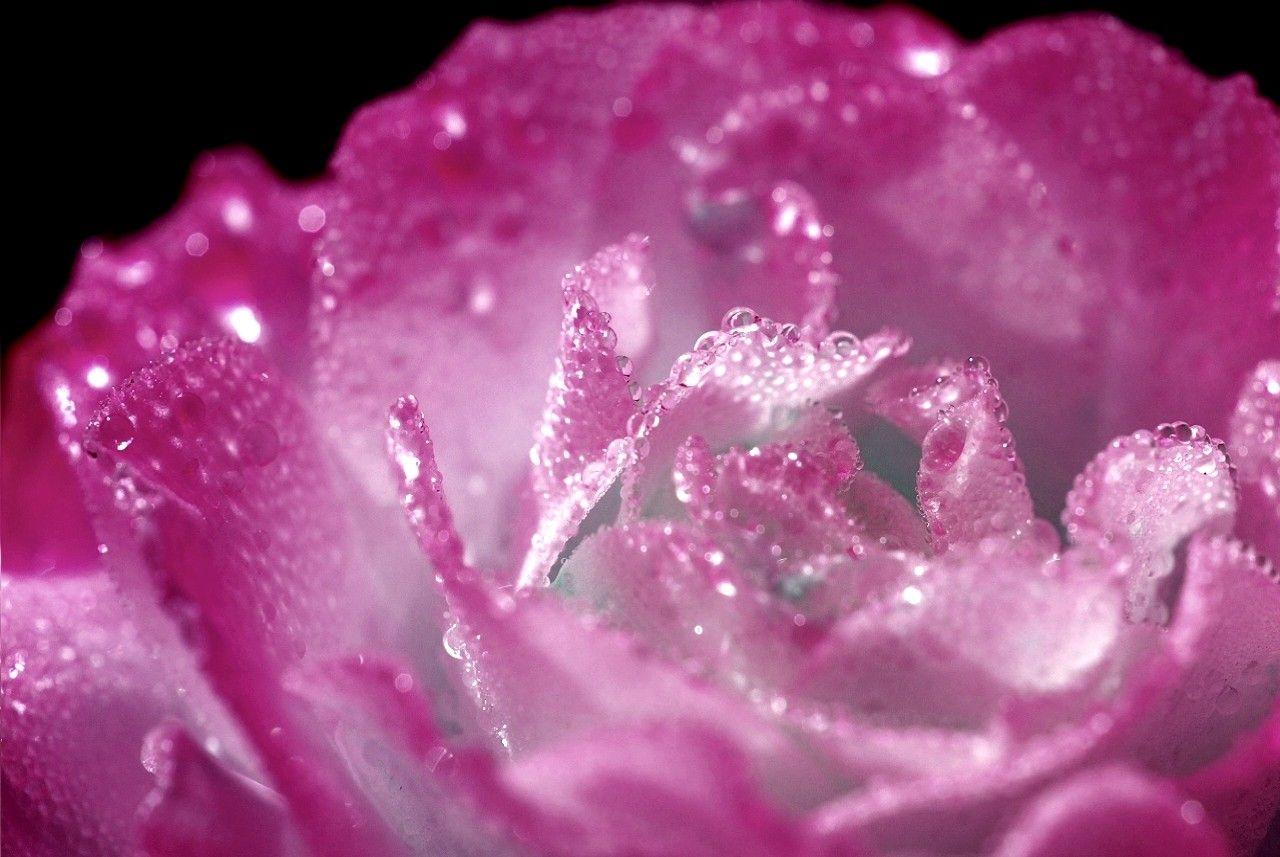 Pink Water Drops Wallpapers - Wallpaper Cave
