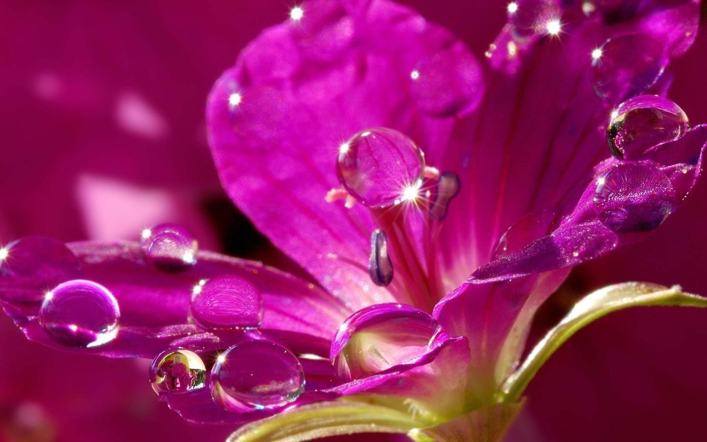 Pink Water Drops Wallpapers - Wallpaper Cave