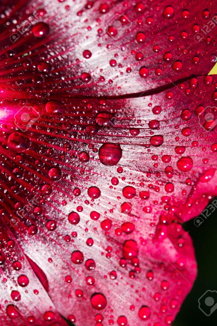 Pink Water Drops Wallpapers - Wallpaper Cave