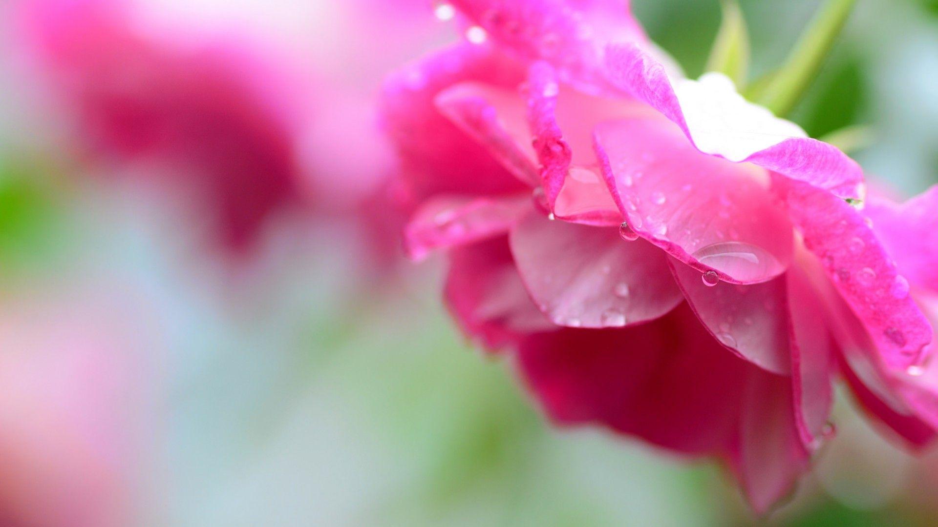 Pink Water Drops Wallpapers - Wallpaper Cave