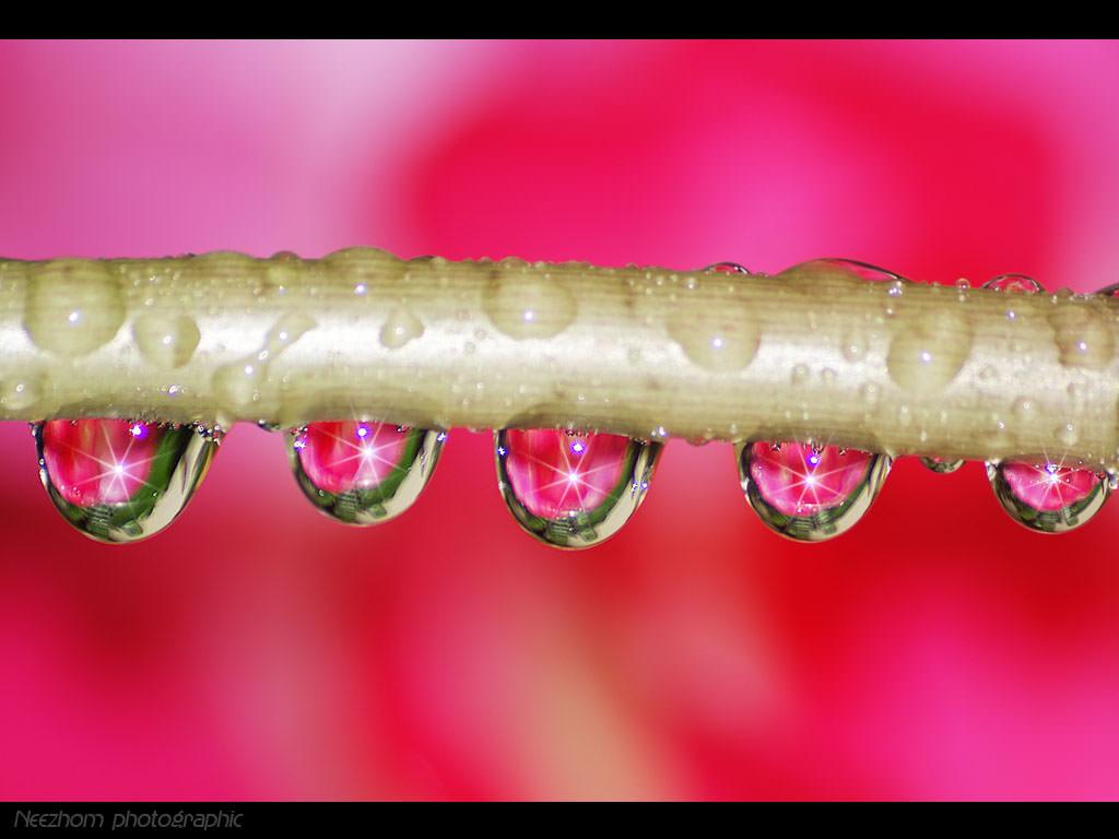 Pink Water Drops Wallpapers - Wallpaper Cave