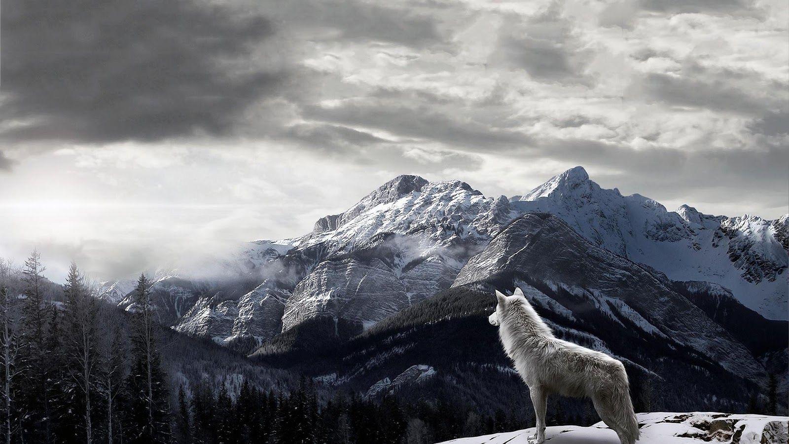 Wolves Backgrounds - Wallpaper Cave
