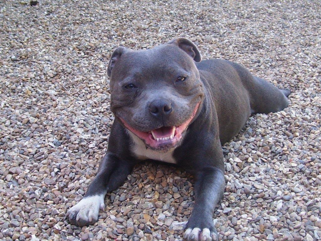 Staffy Wallpapers - Wallpaper Cave